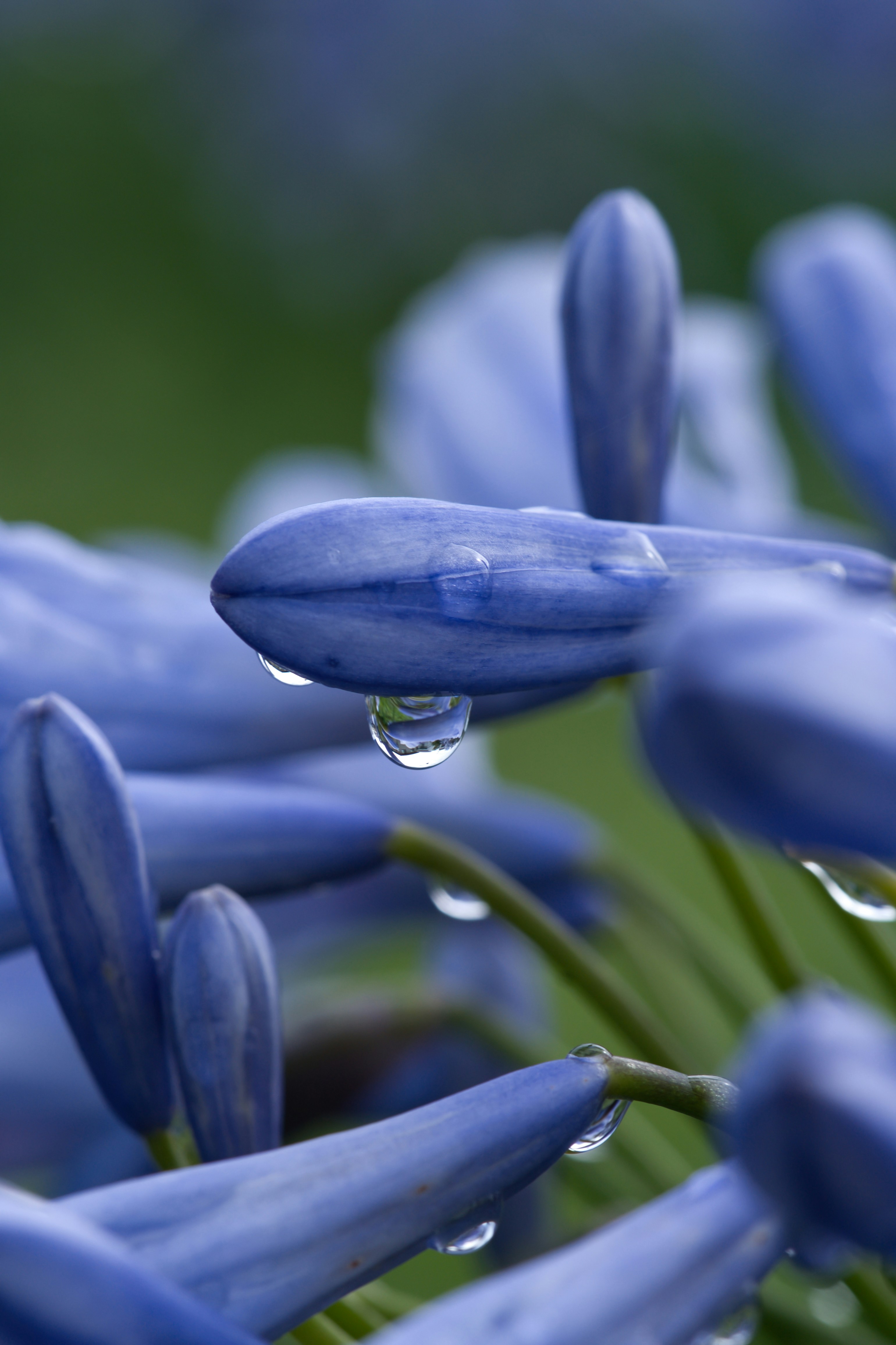 Close-up of blue hypericum petals with water droplets, emphasizing delicate texture and soft bokeh in a garden setting.
