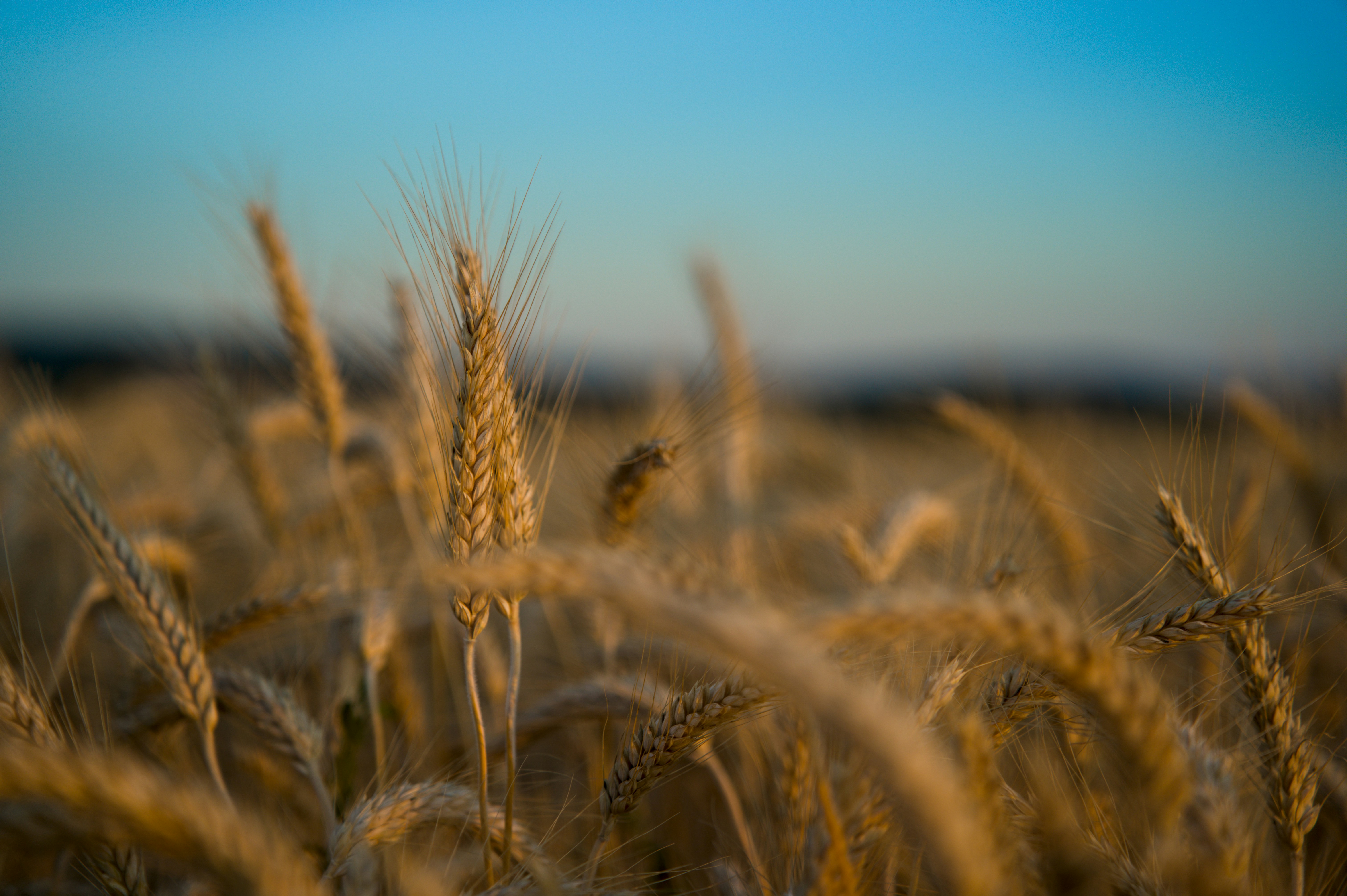 Golden Heads: Shimmering Wheat at Dusk