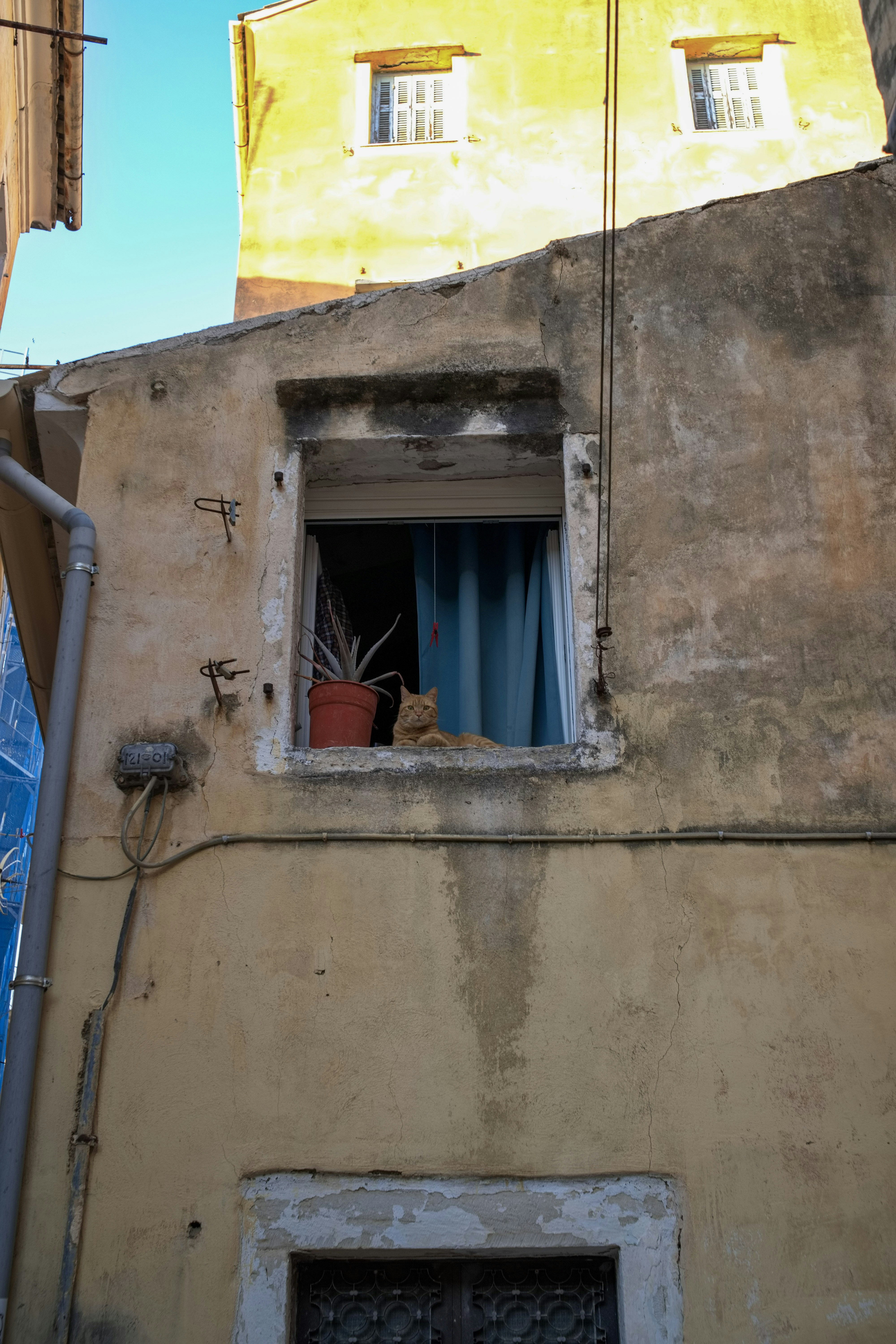 A Hidden Cat Observes from a sunlit Window