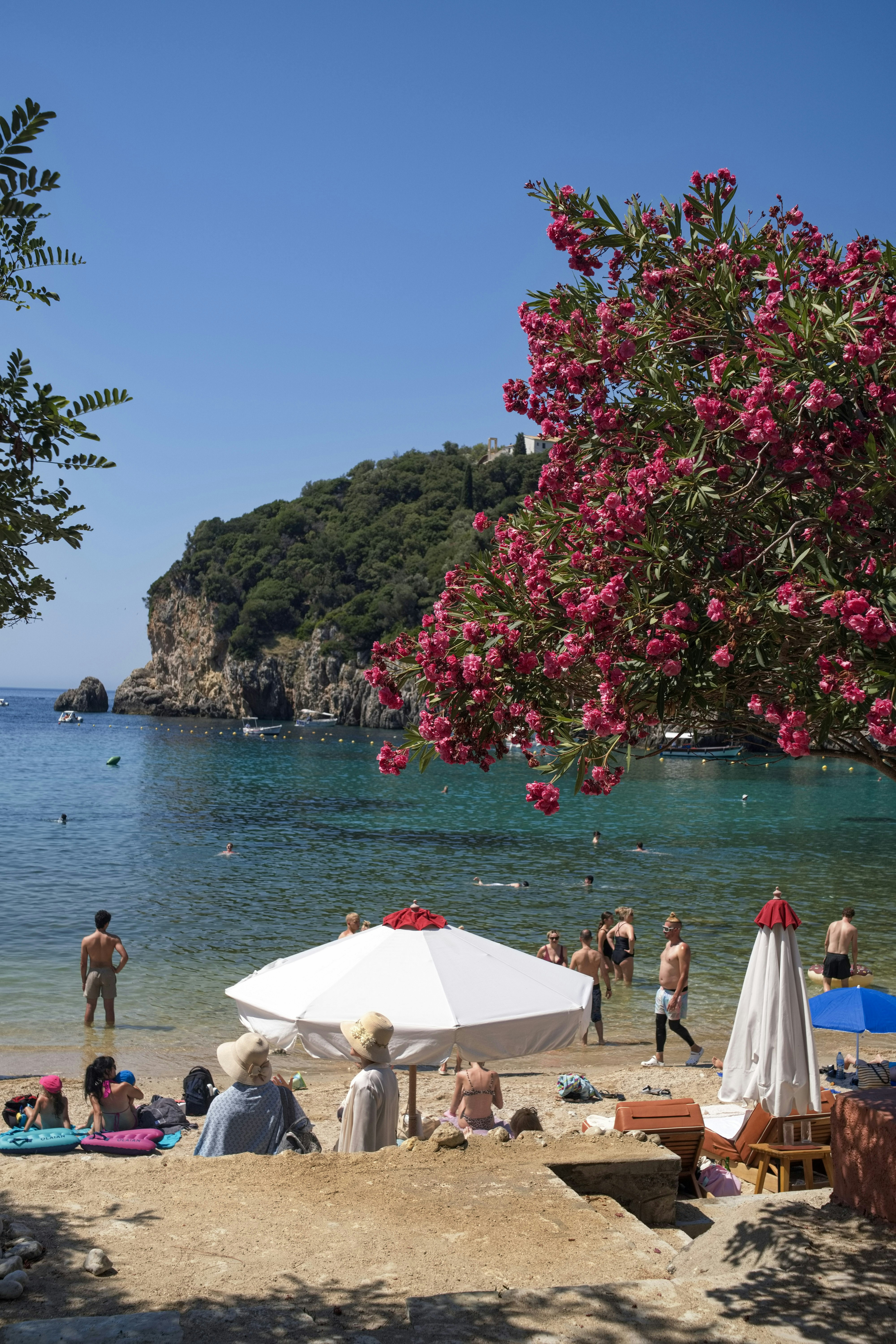 Rose-Tinted Shade: A Sunlit Beachfront Beneath Blooming Pink Branches