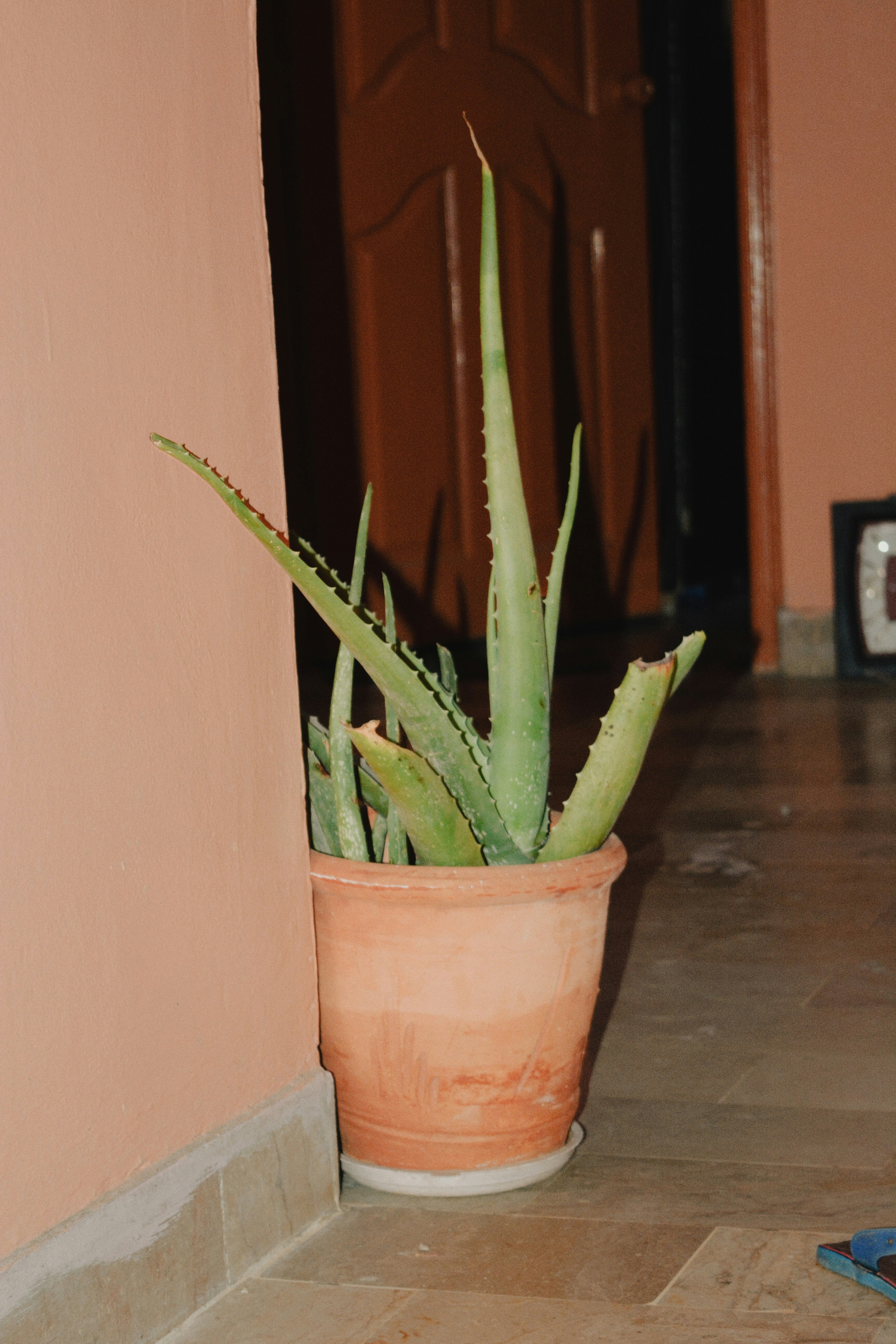 A potted aloe plant sits against a peach wall in a dim hallway, the warm indoor light highlighting the plant’s jagged leaves.