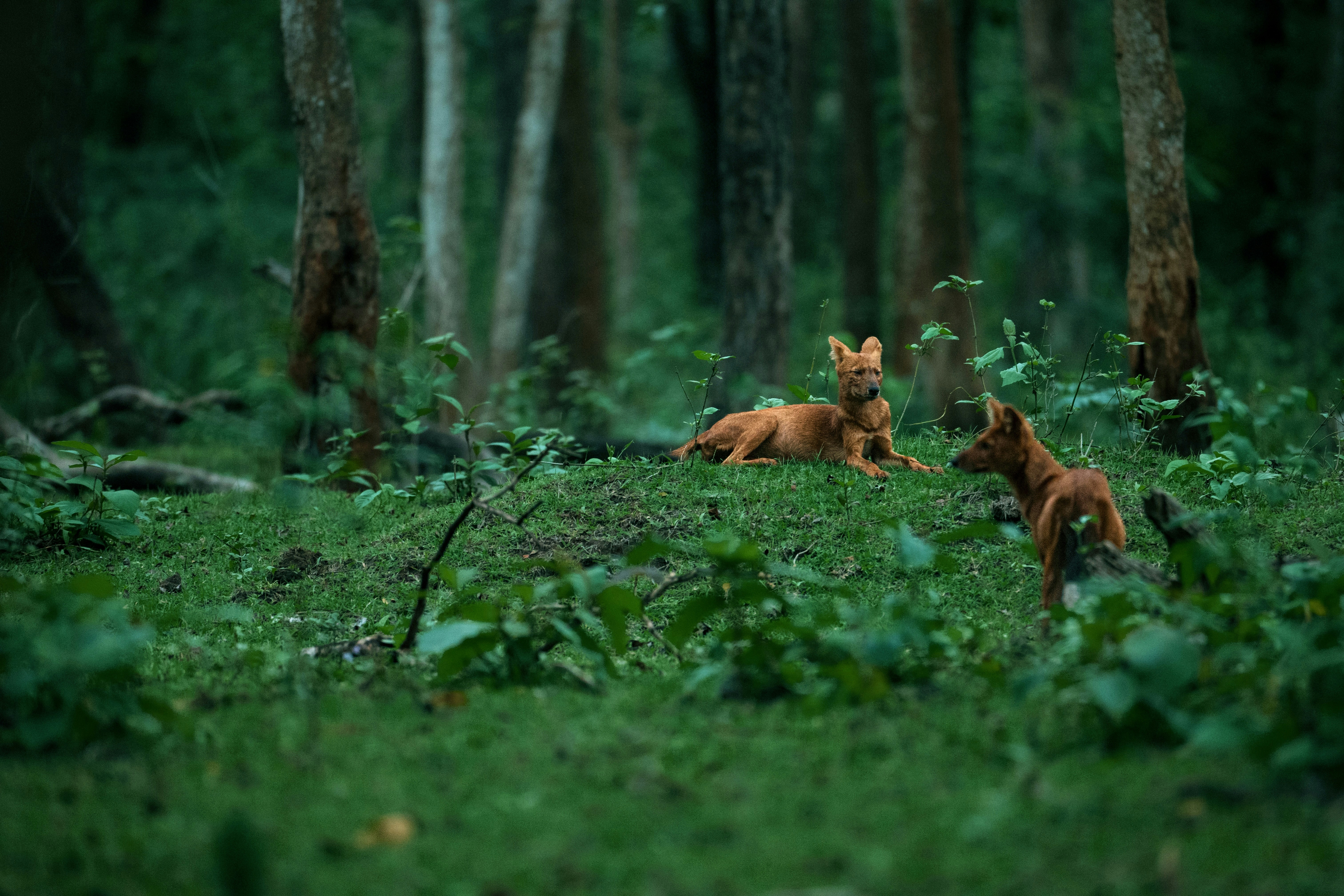 Two small dogs pause among mossy forest undergrowth, one lounging on a small hill while the other approaches, with green foliage and slender trunks forming a shaded backdrop. Photograph emphasizes quiet companionship in a woodland scene.