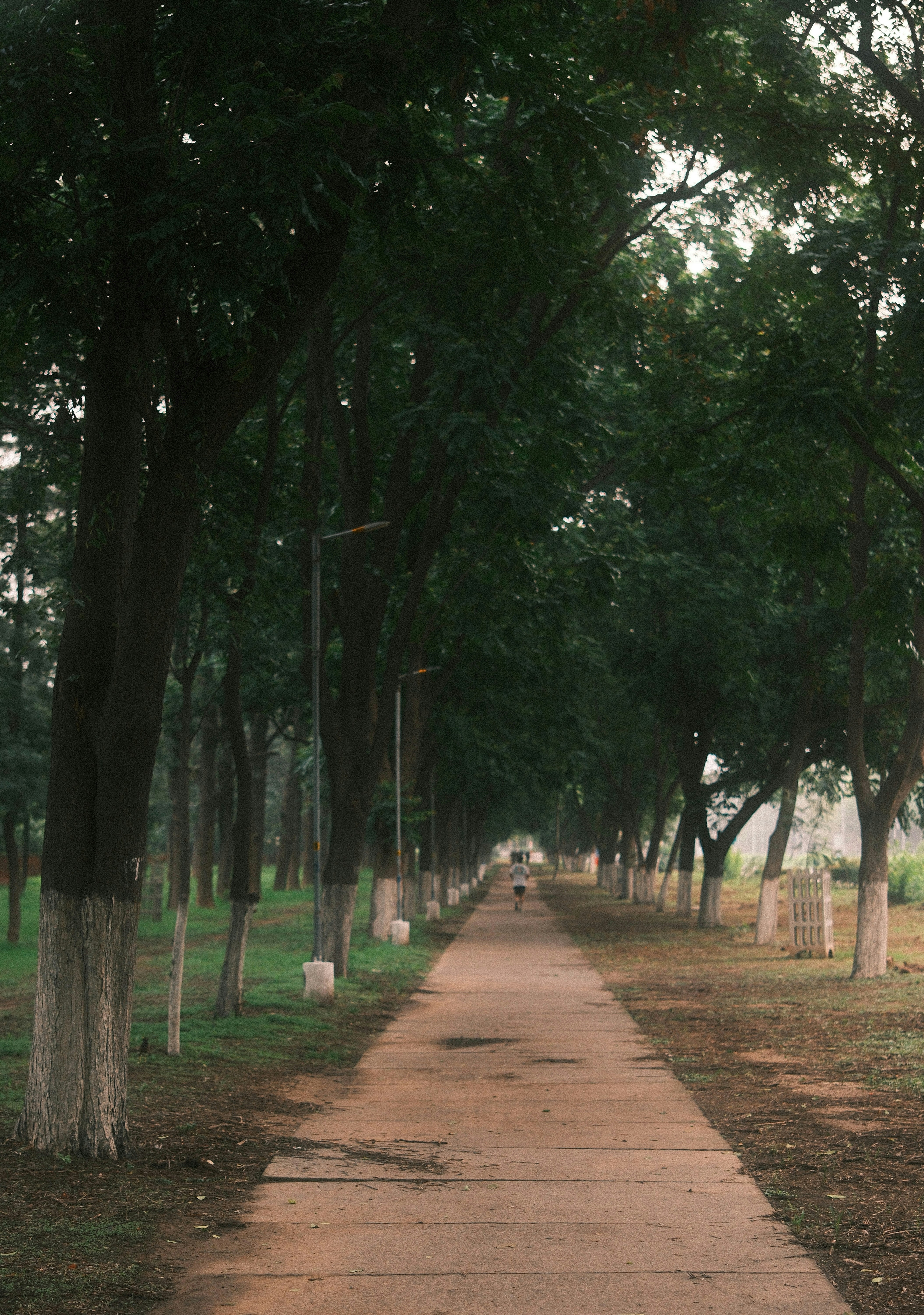A Quiet Parade of Trees: A Lone Pedestrian Down the Path