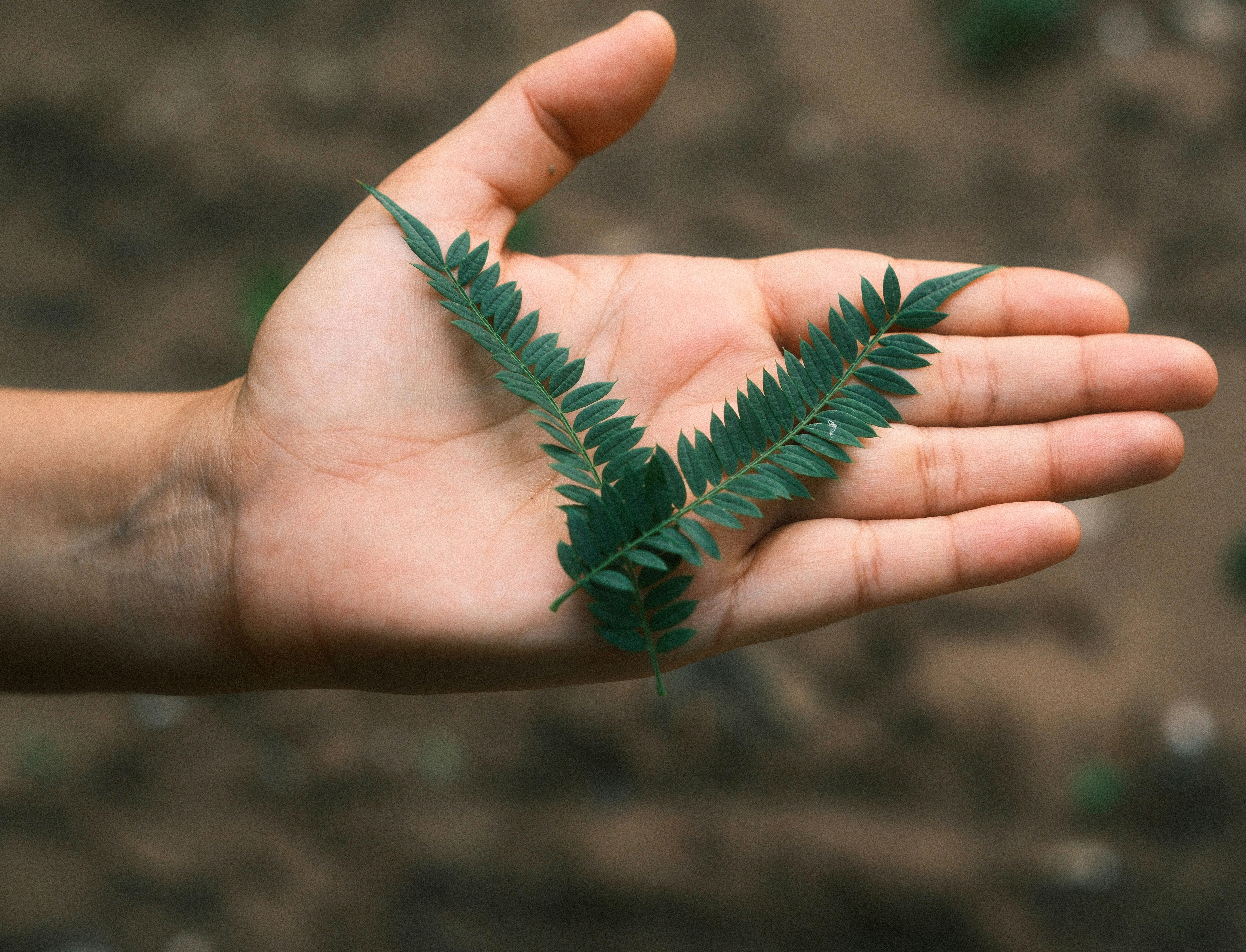 Gentle Fronds Resting in an Open Hand