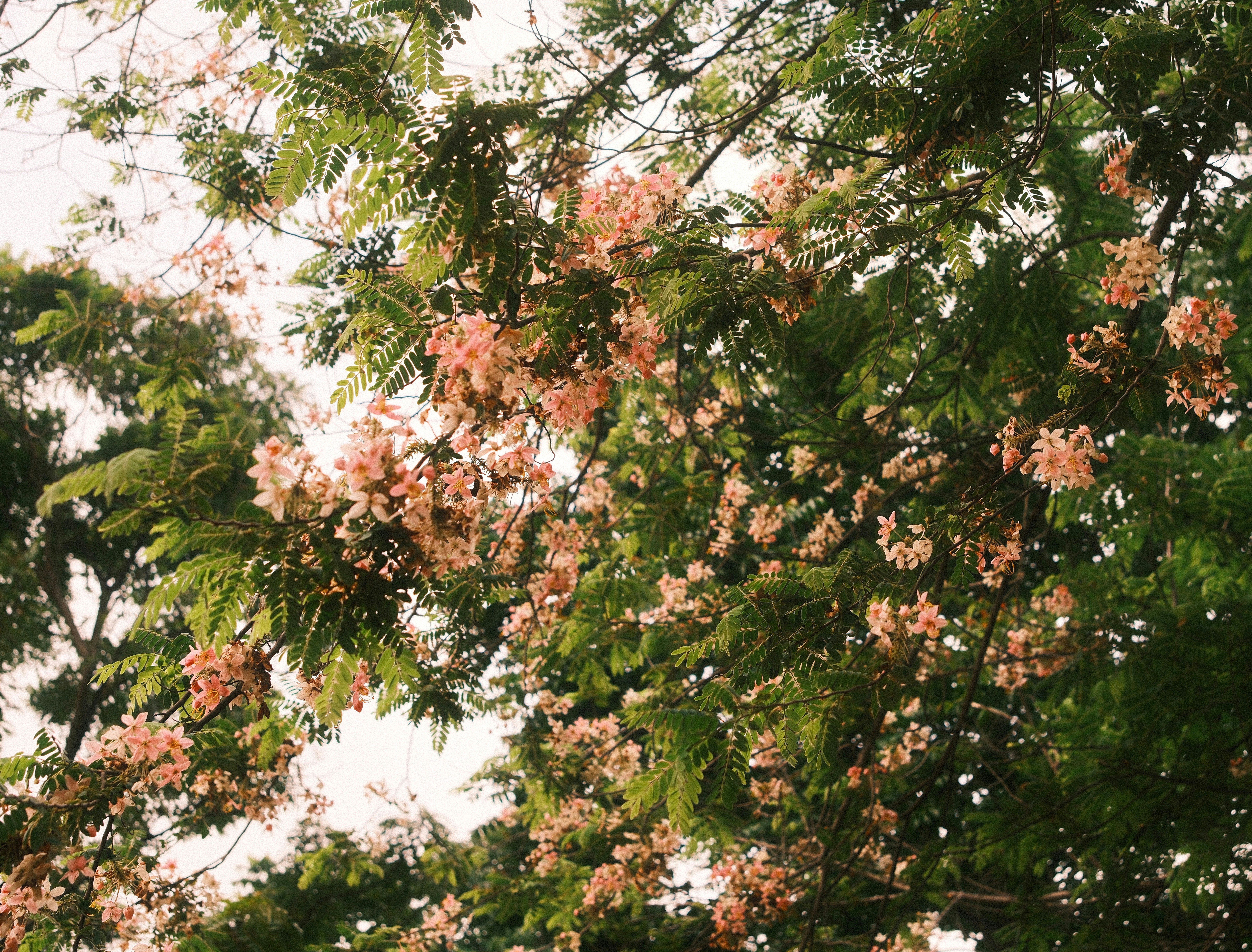 Photo by Bijay KC with Fujifilm X-T5