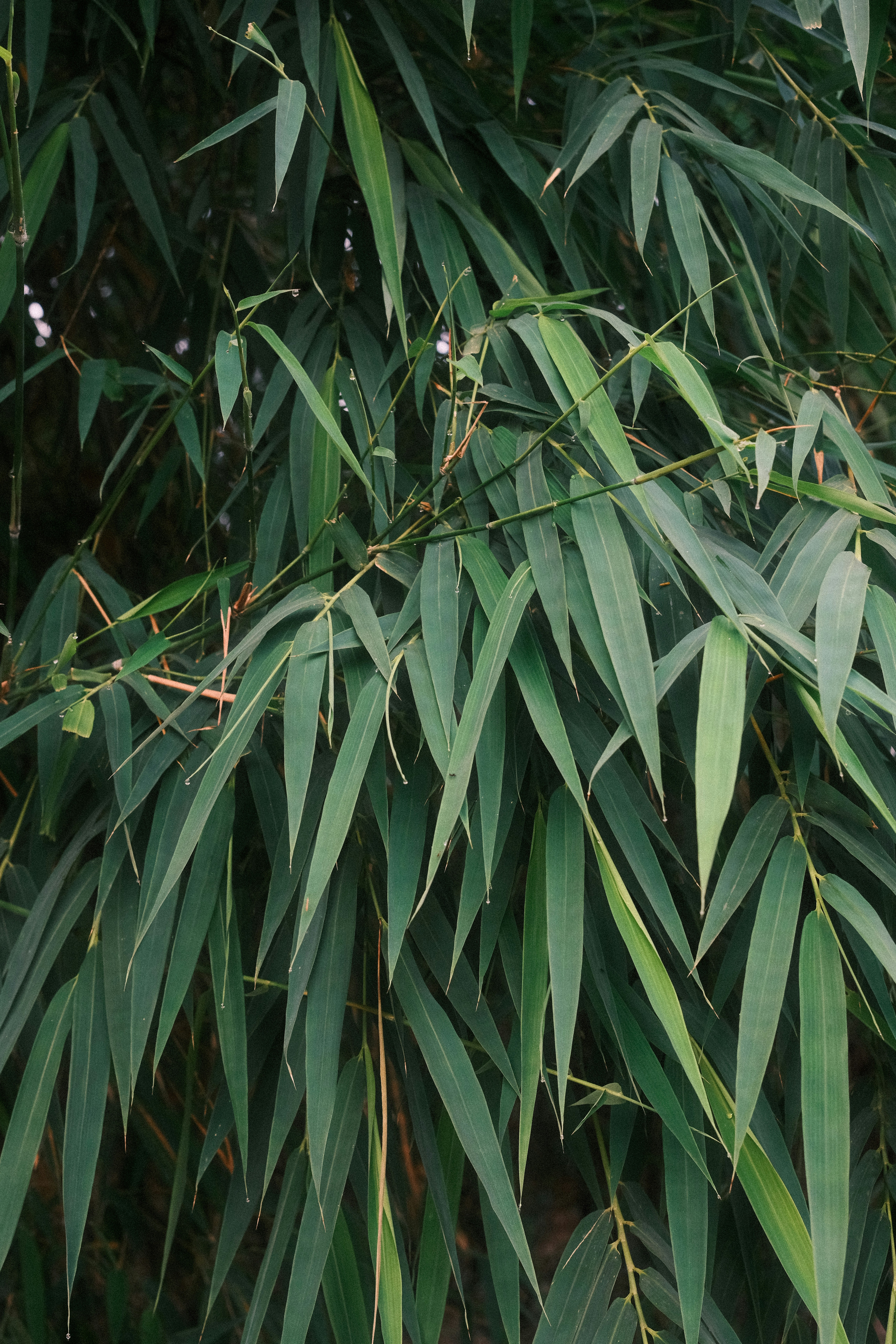 Whispering Bamboo Veil