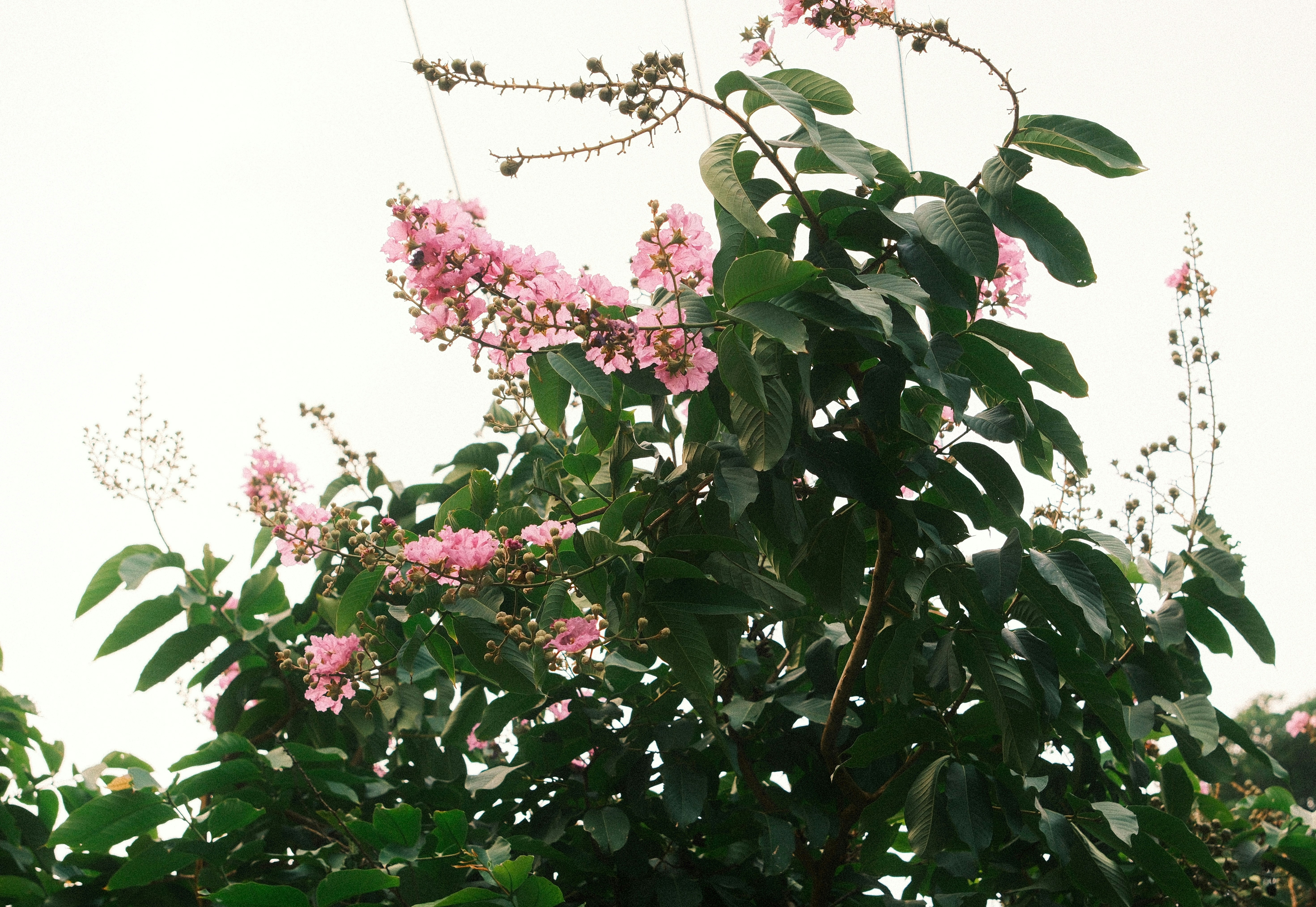 Pink clusters in a sunlit shrub explode with color above dark glossy leaves