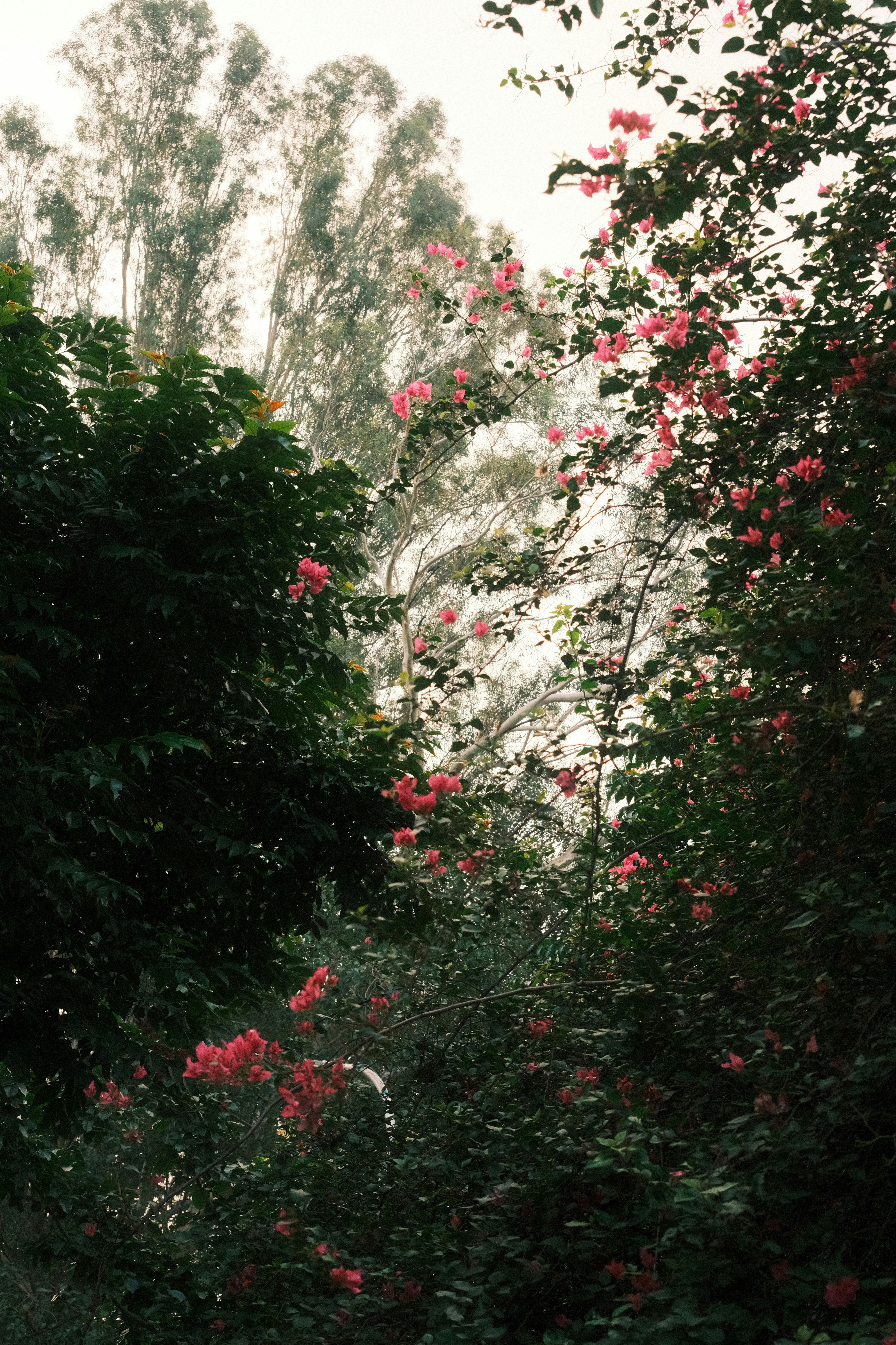 Pink blossoms peering through a canopy of green
