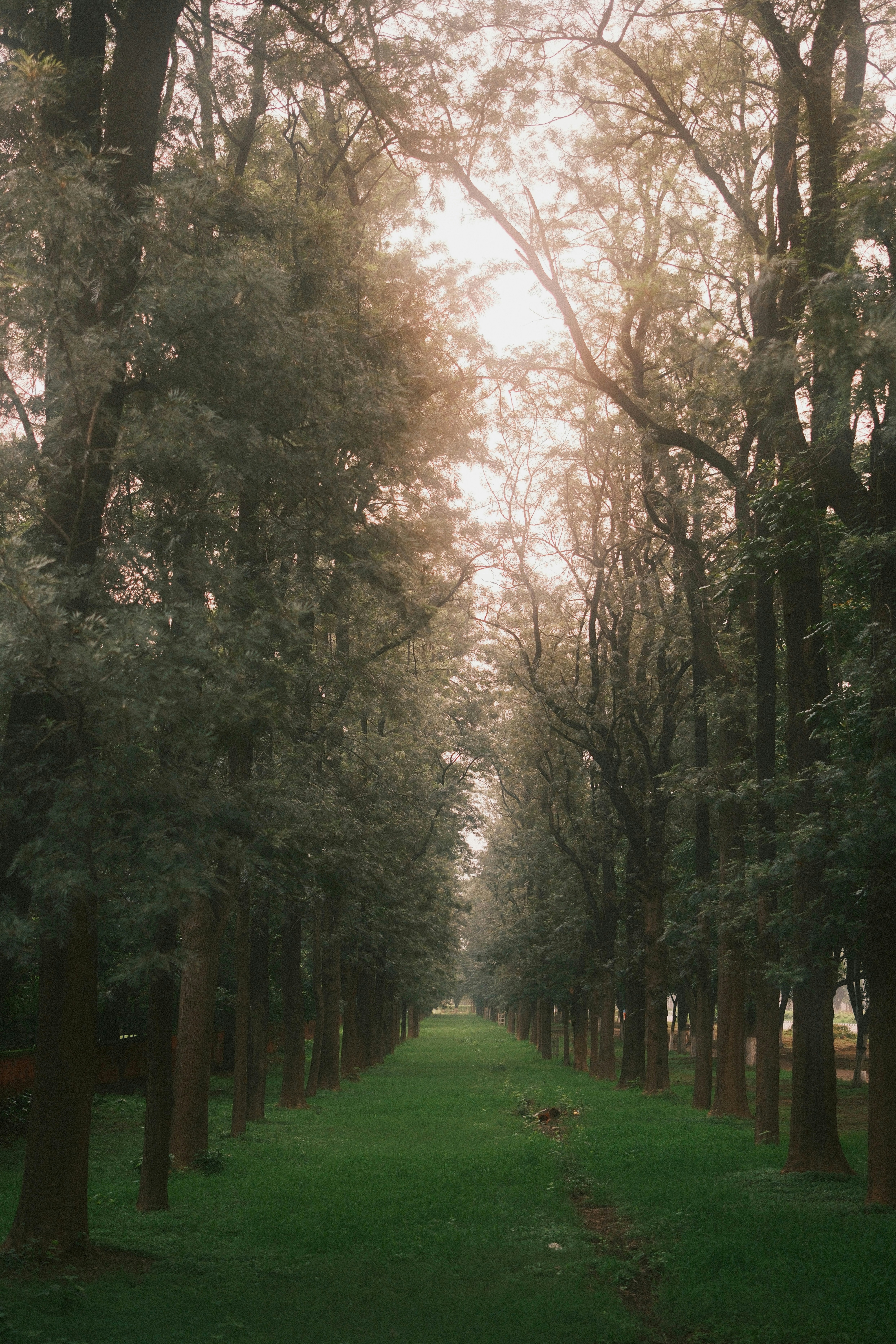 Sunlit Avenue: A Quiet Tree-lined Corridor Receding to Light