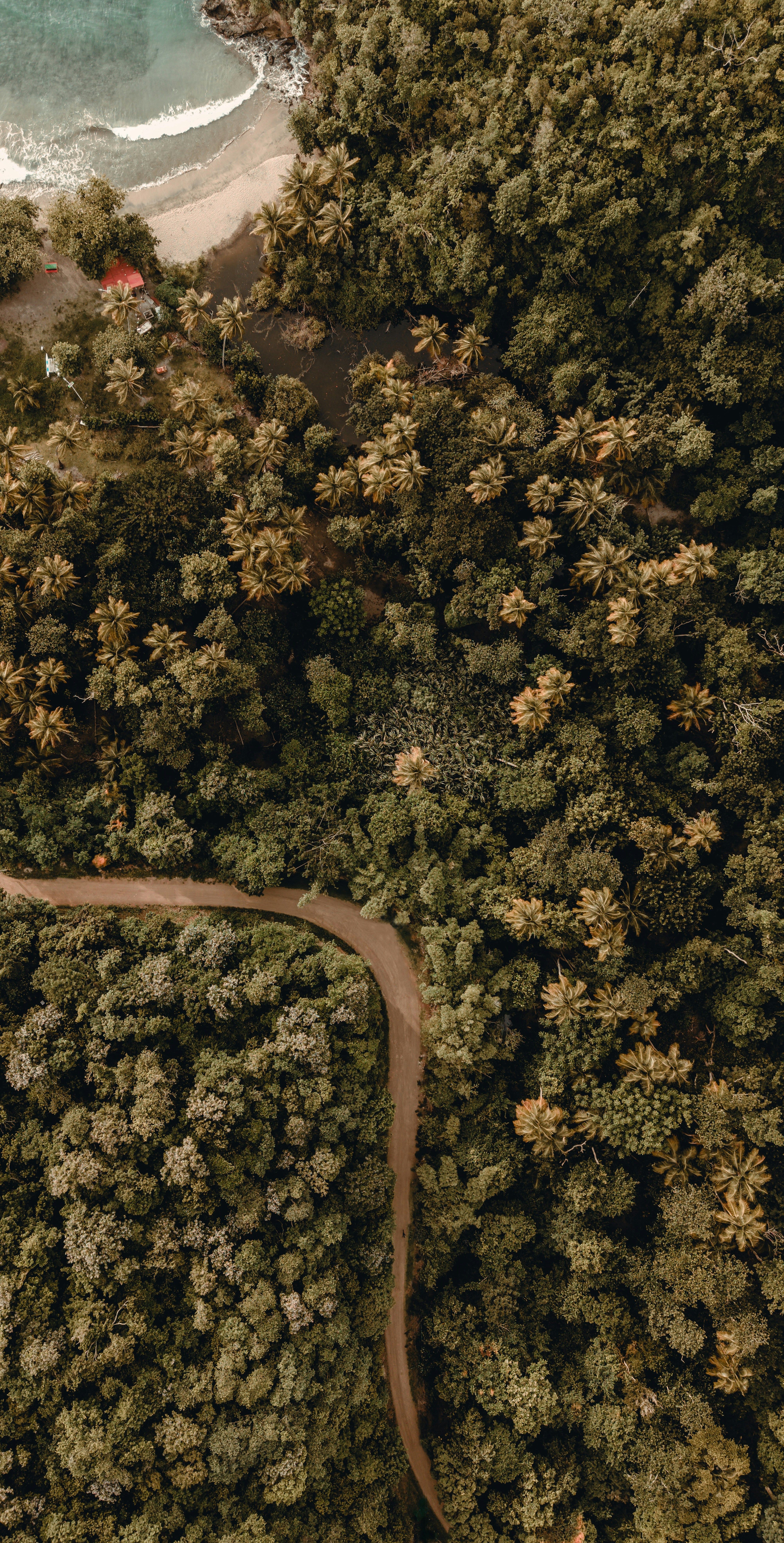 Coastal Forest Road Winding Through Tropical Canopy
