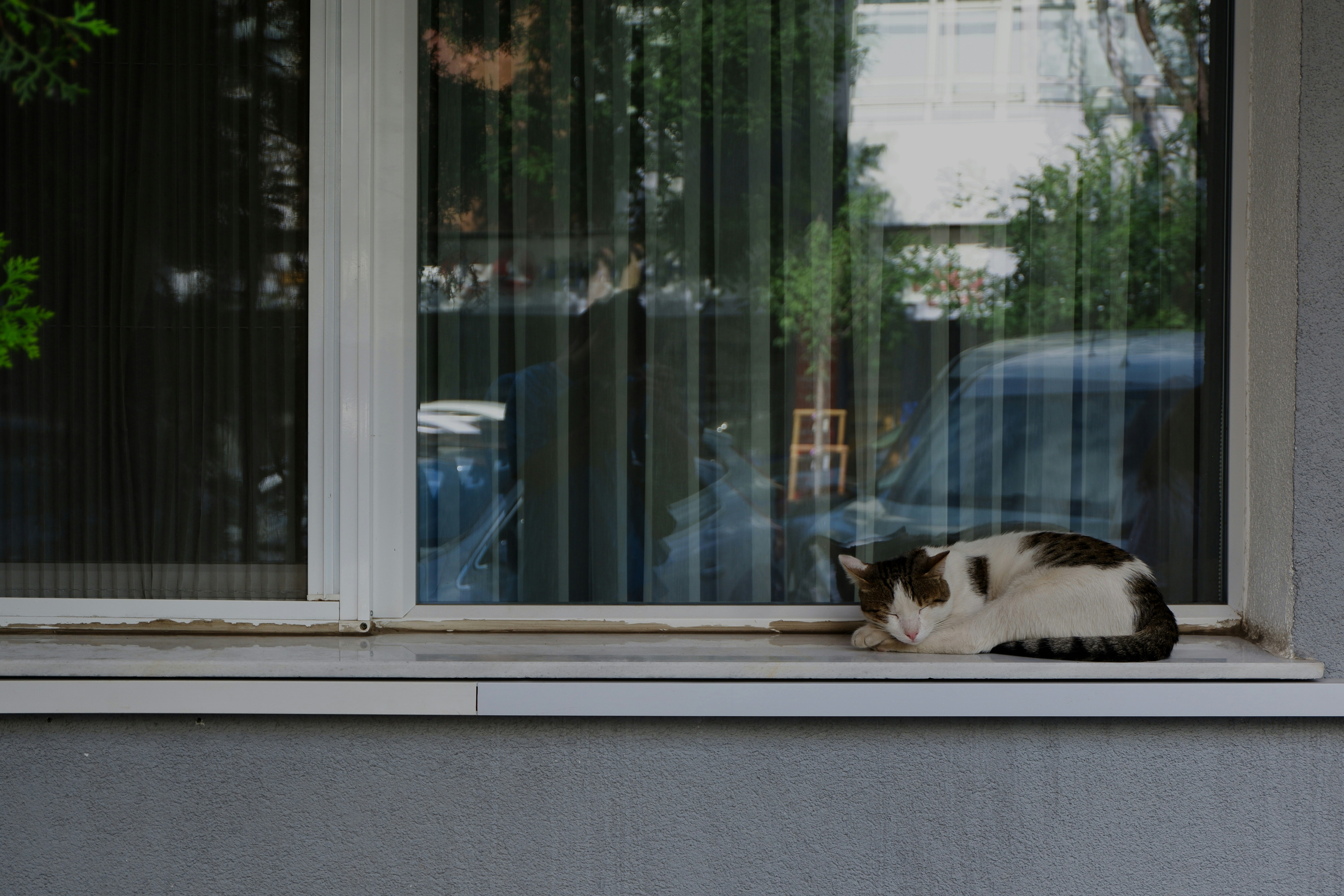 Sunlit Window Cat: A Quiet Moment on a Windowsill