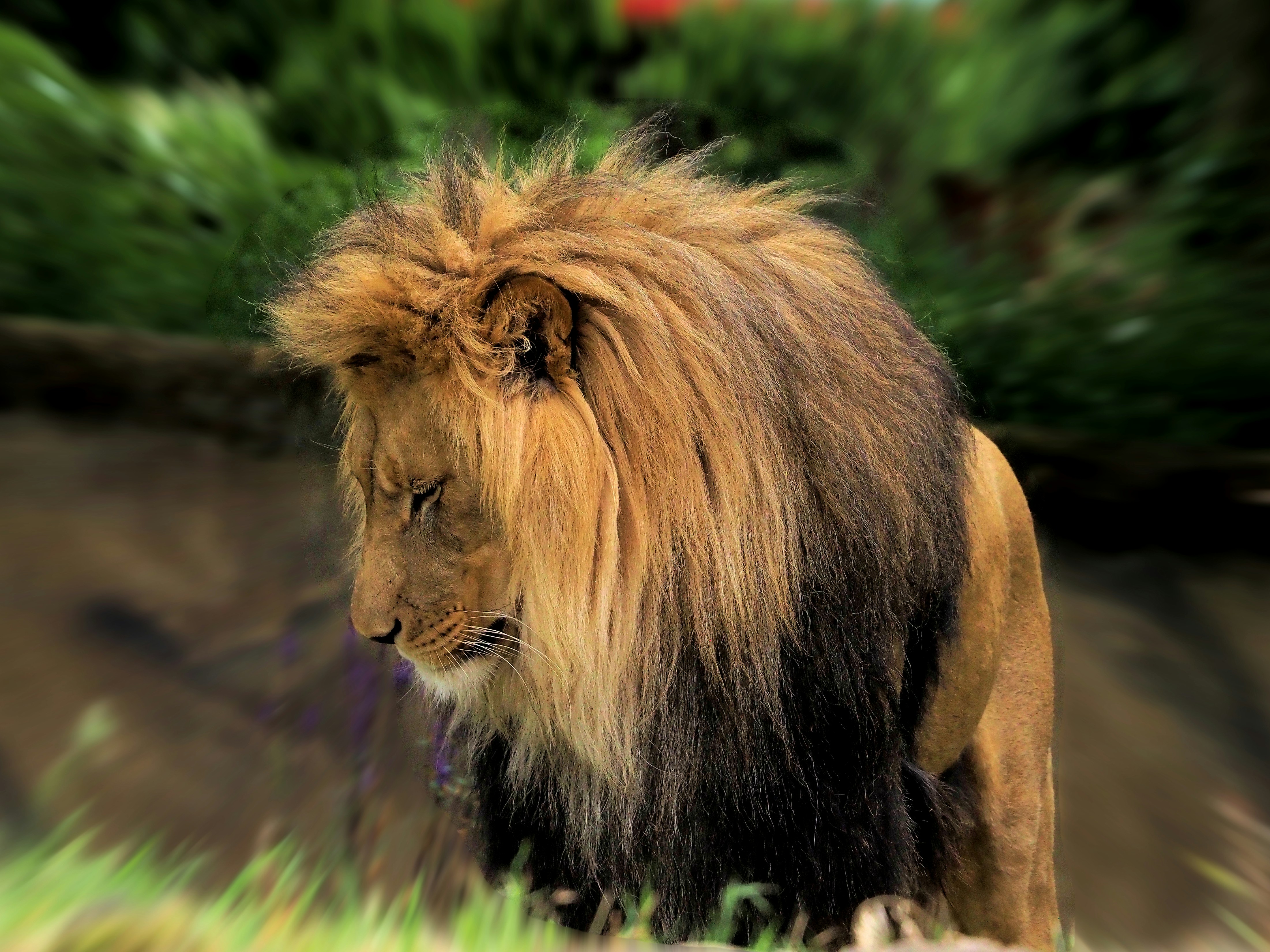 Majestic Mane in a Blurred Gaze: A Portrait of a Lion
