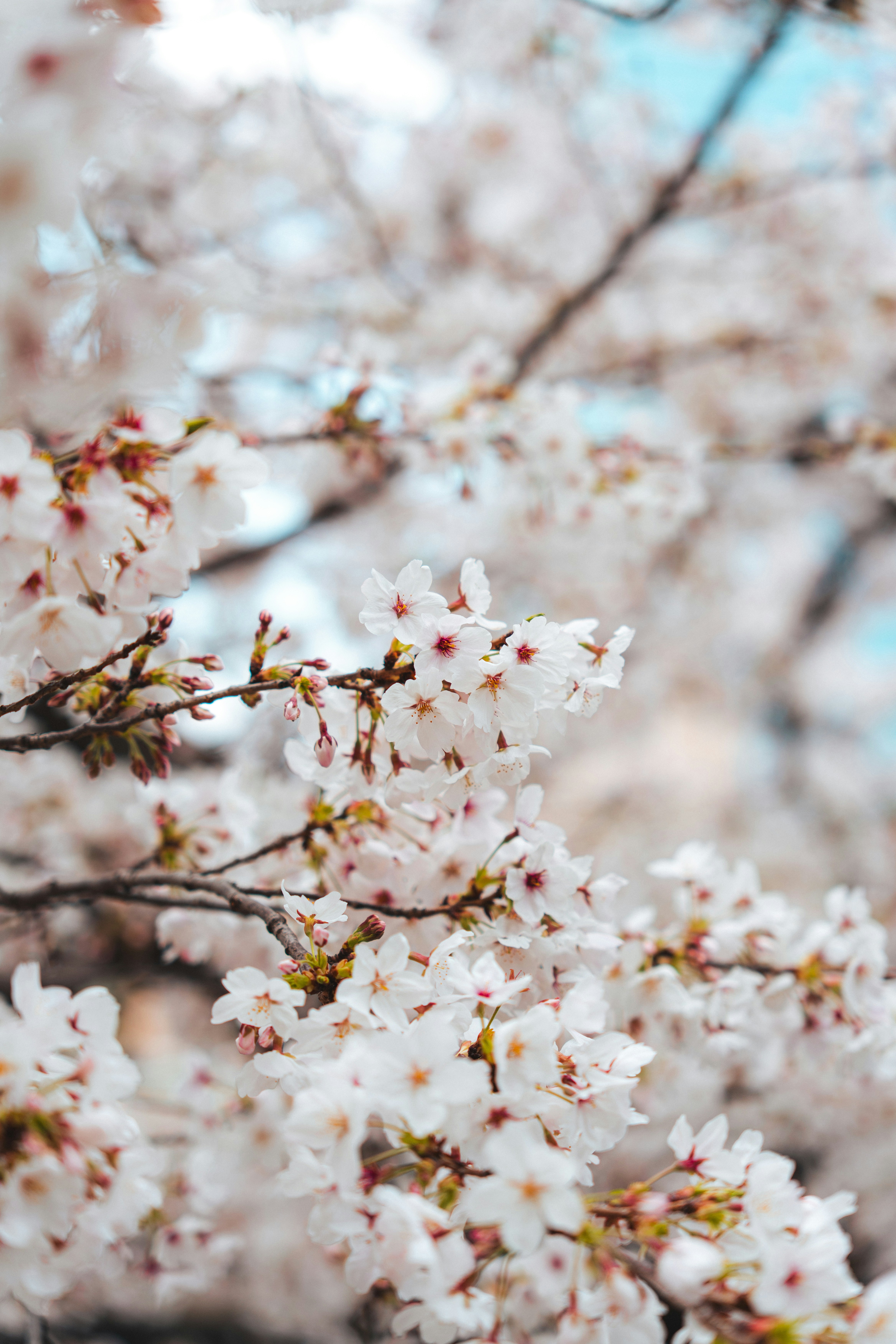 Blossom Burst: A Soft Focus Moment Among White Petals