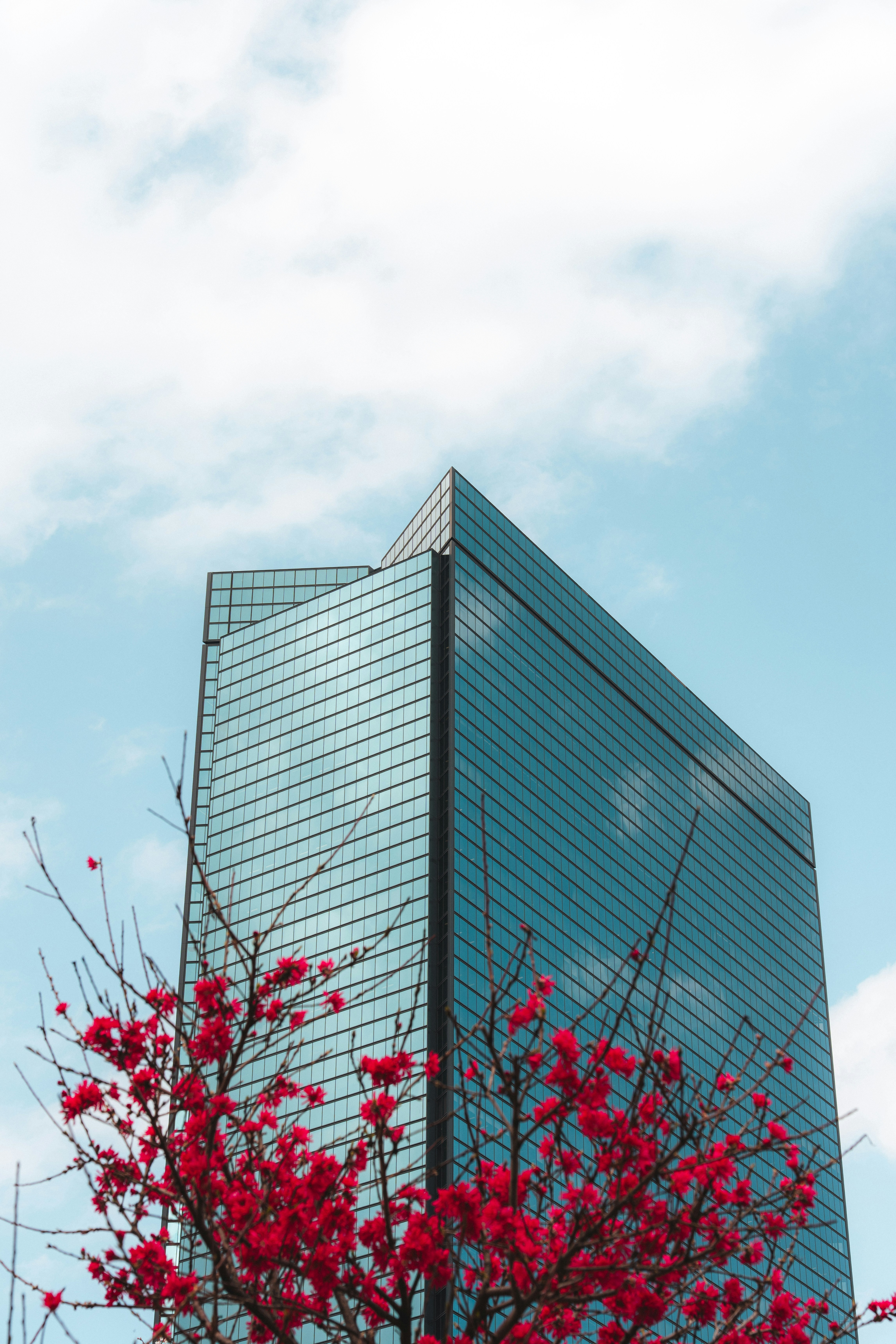 Skyward Glass: A Tower Rising Above Red Blossoms
