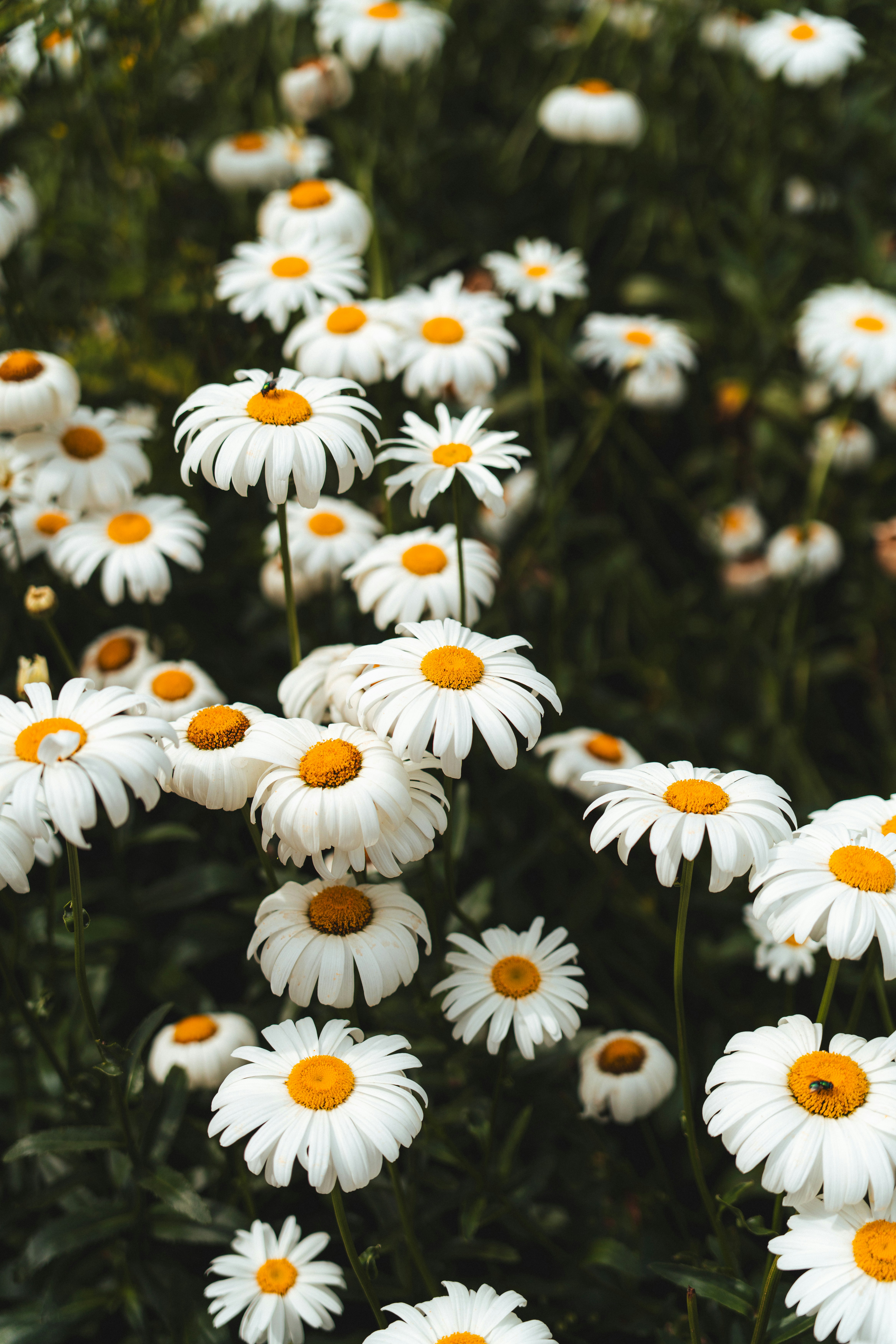 Daisy Field in Soft Focus: White Petals, Golden Centers