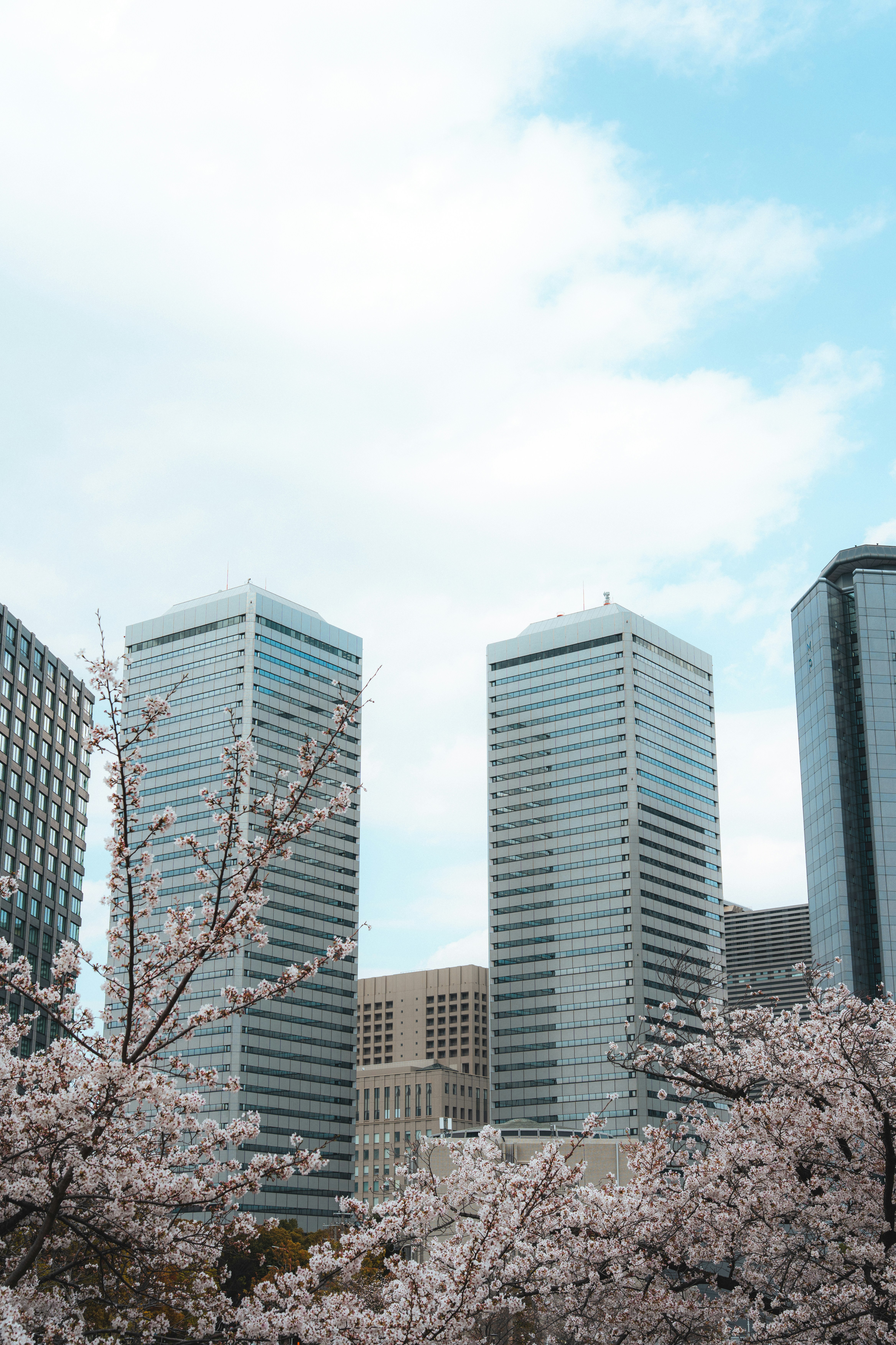 Cherry Blossoms Against a City Skyline
