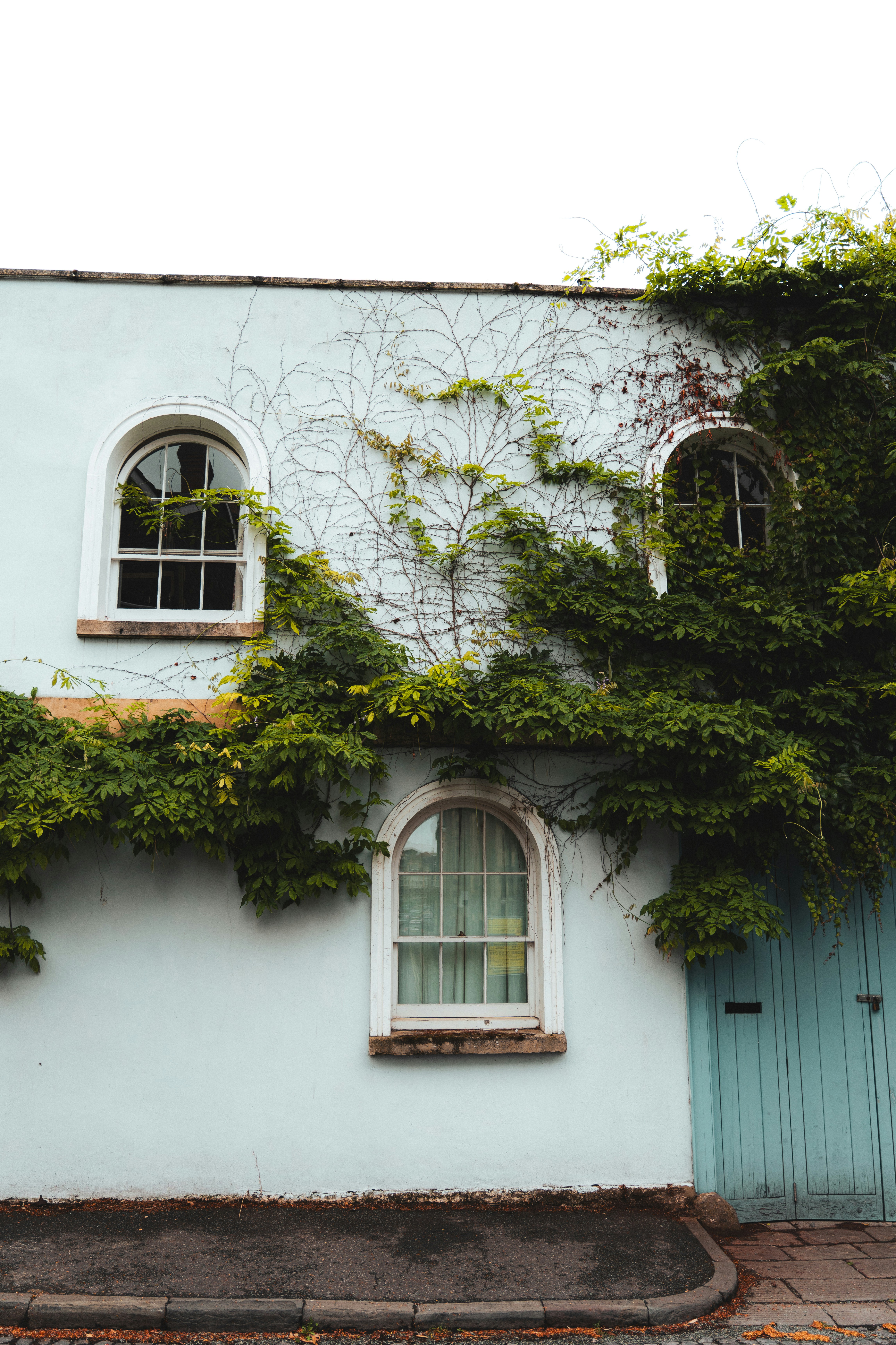 Vine-Covered Facade: Arched Windows in a Quiet Courtyard