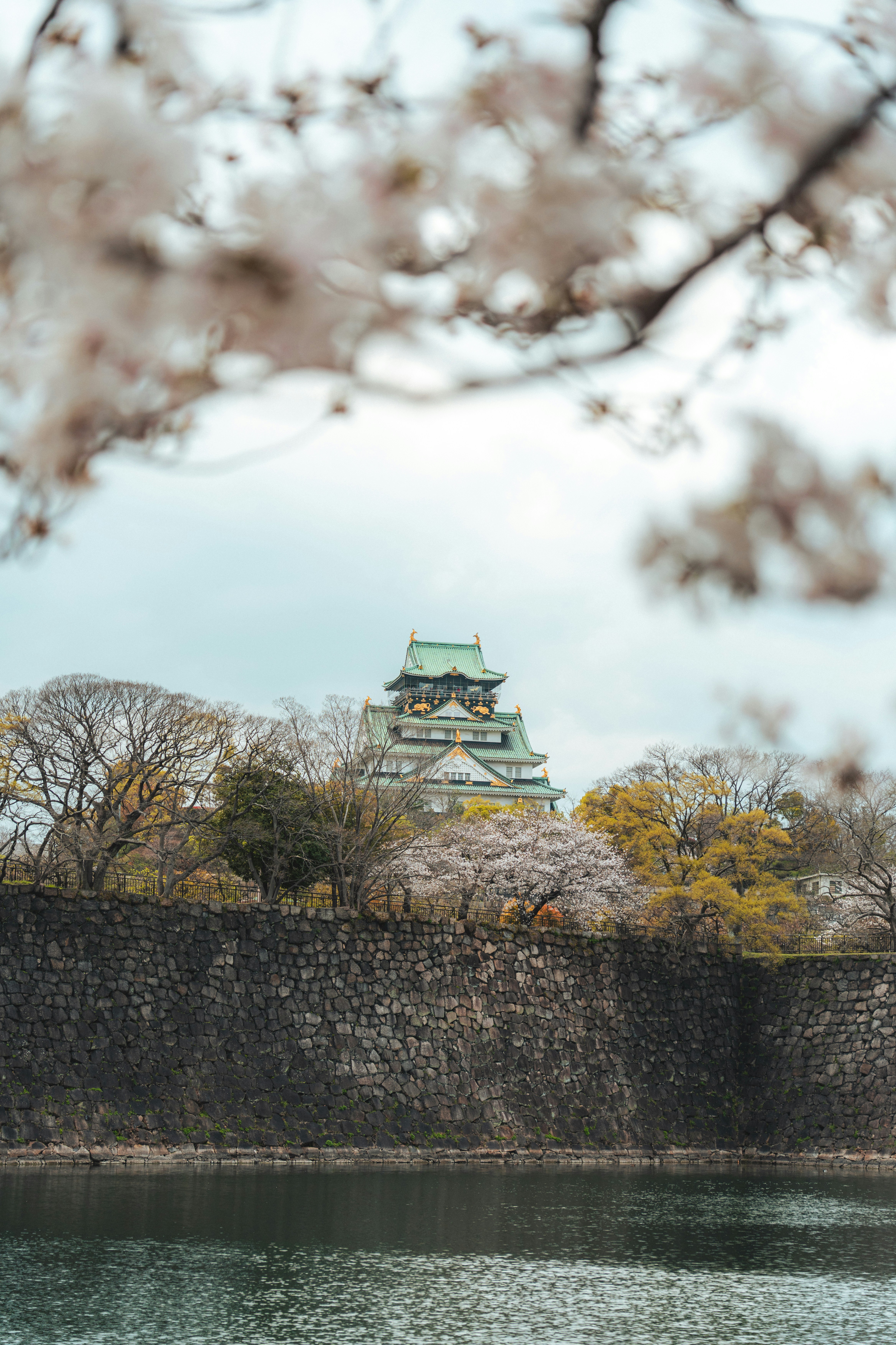 Blossoms Above the Stone Wall: A Gentle Spring Over Kyoto Castle