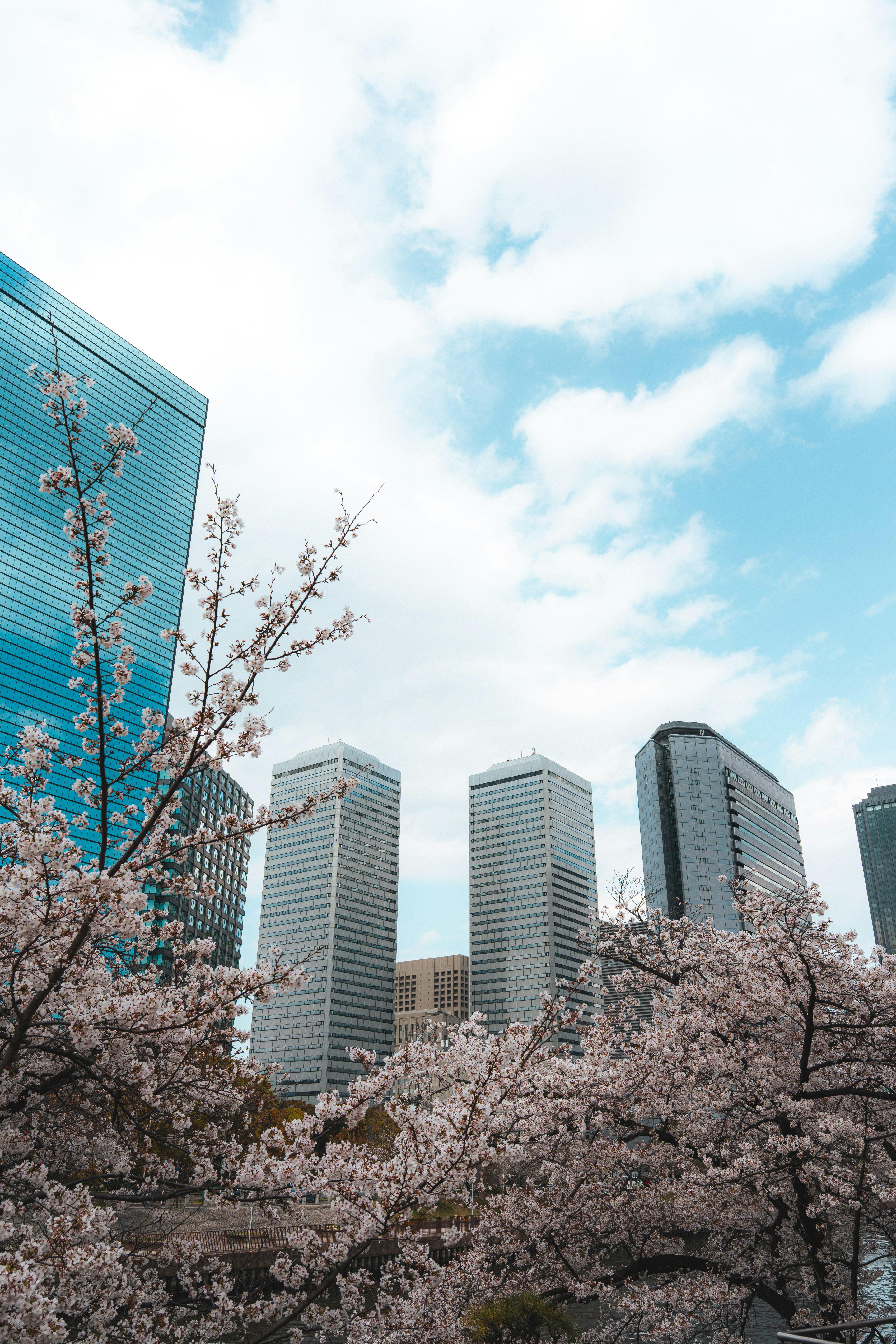 Cherry Blossom Skyline: Spring in the Business District