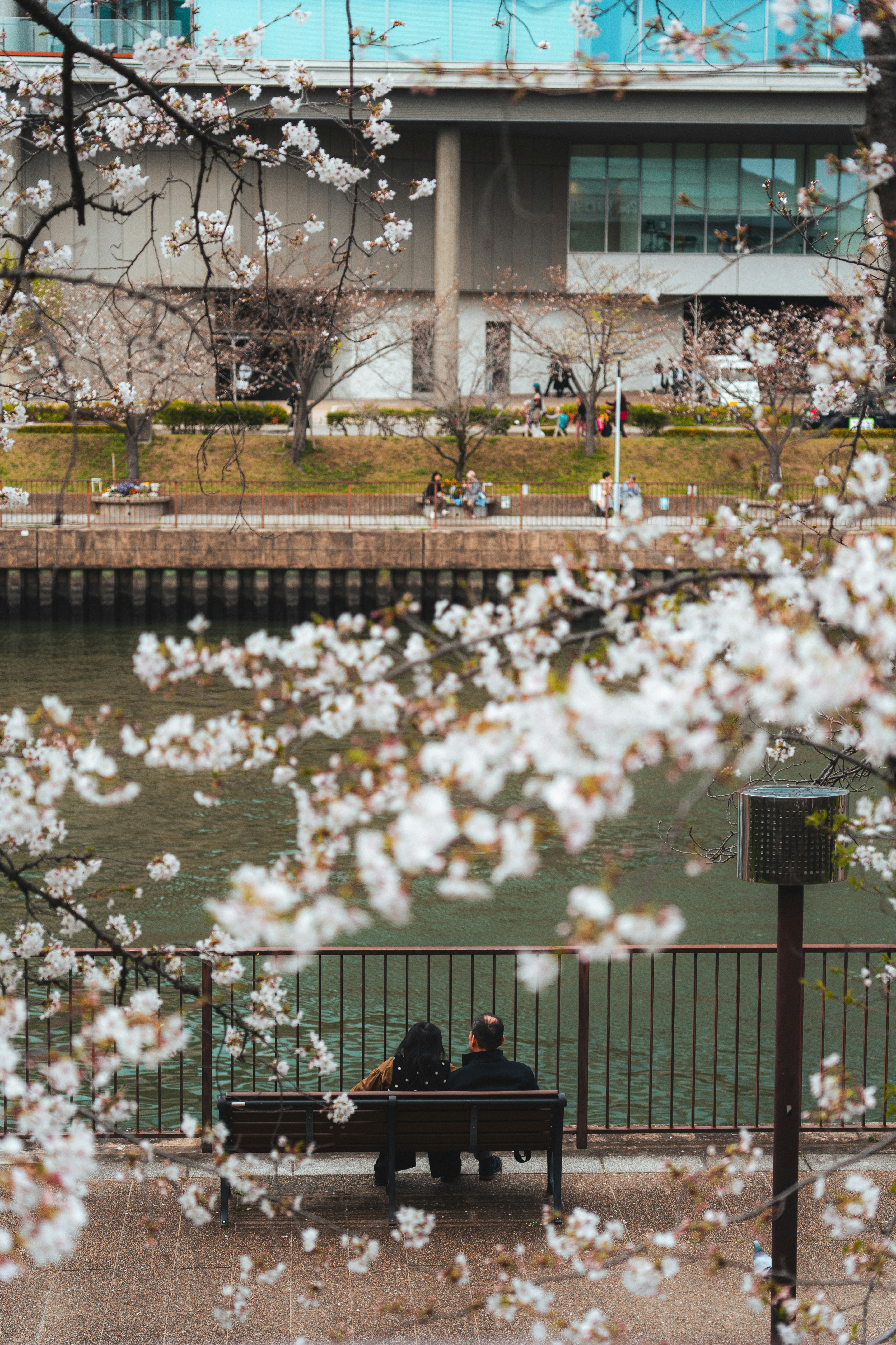 Cherry Blossom Bench: A Quiet Moment by the River