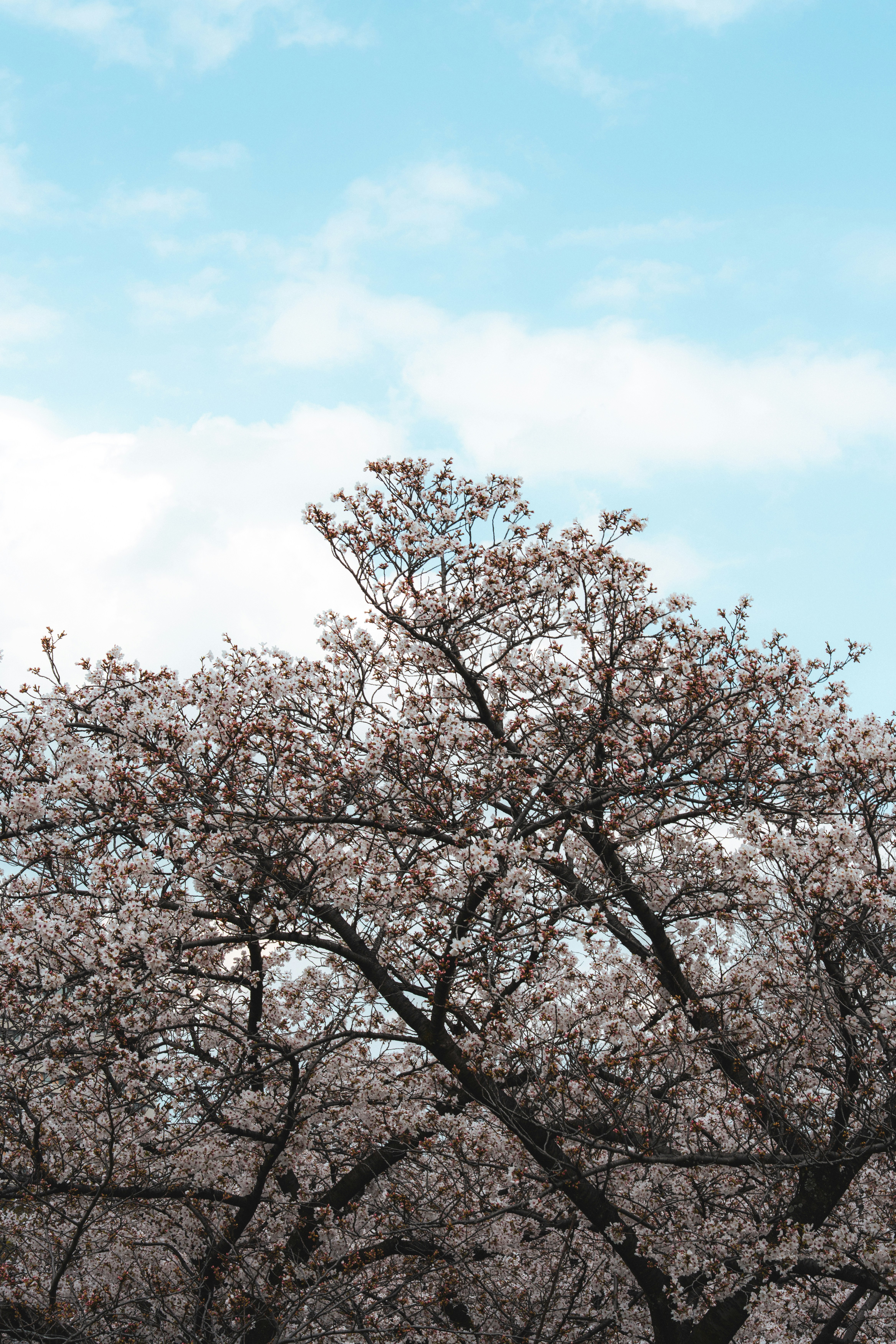 Blossoms Against a Sky Patch