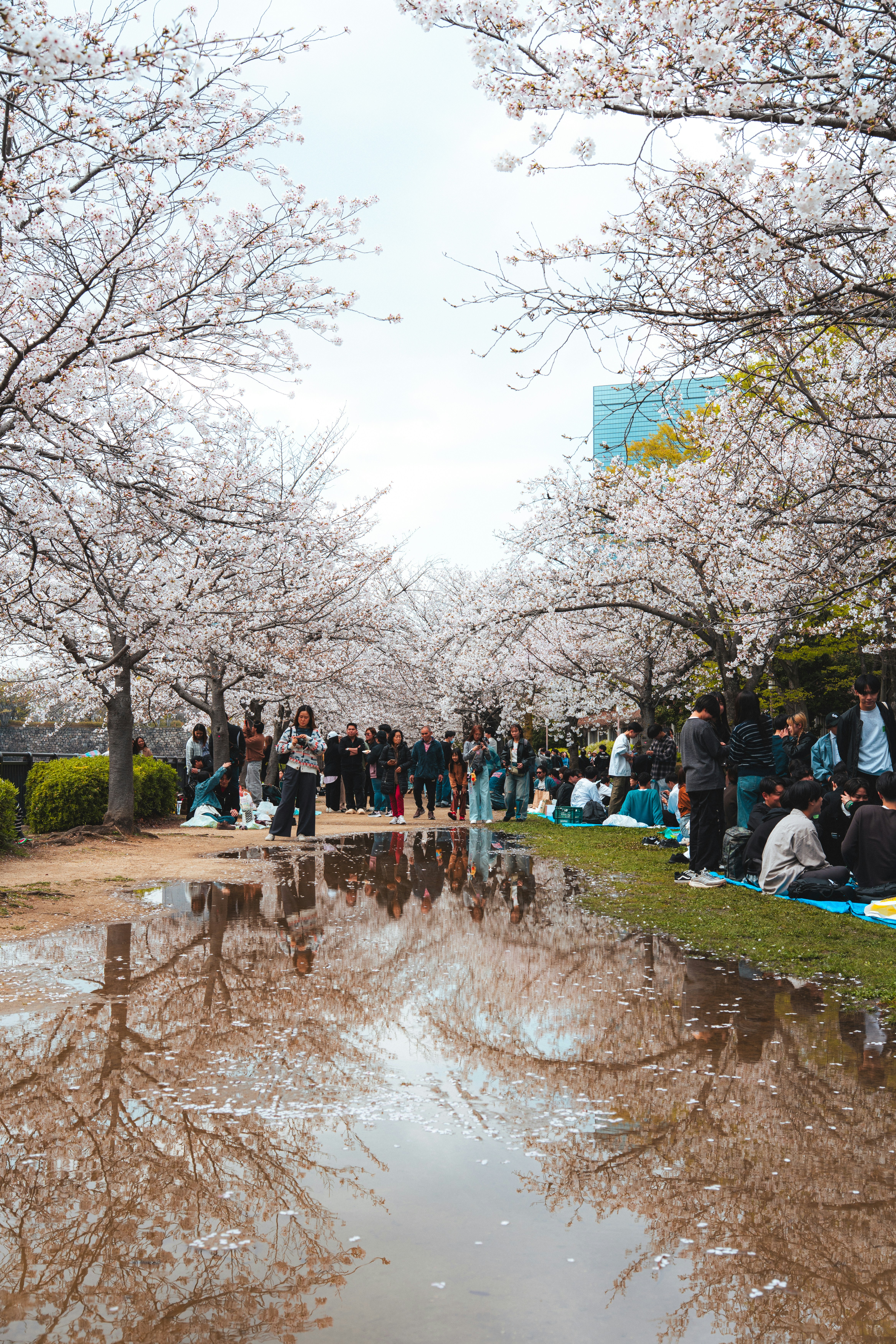 Cherry Blossom Avenue: A Sea of Reflections and Roaming Moments