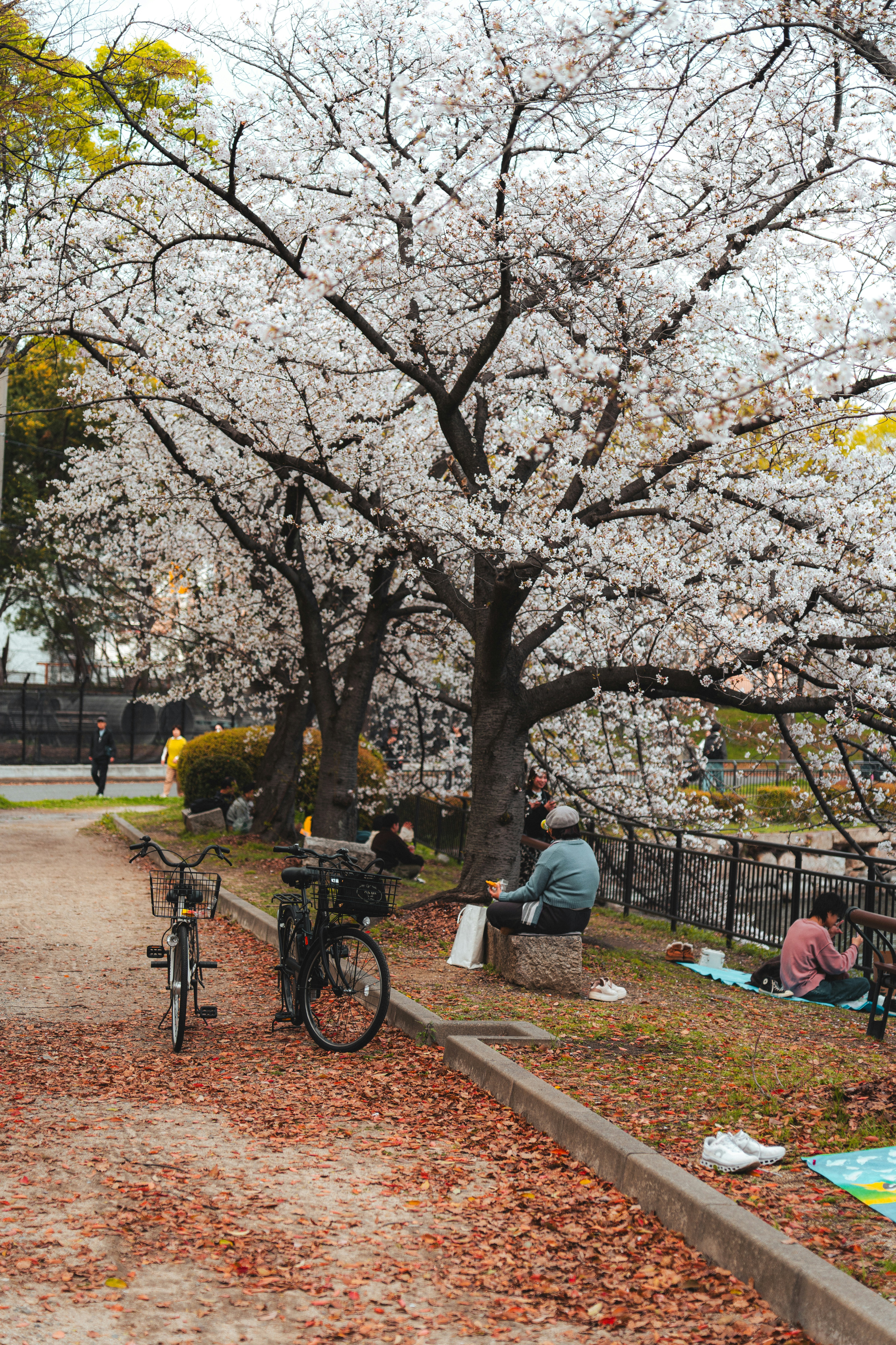 Blossoms under the Park Bench: A Moment Among Ale-Gray Pedestrians