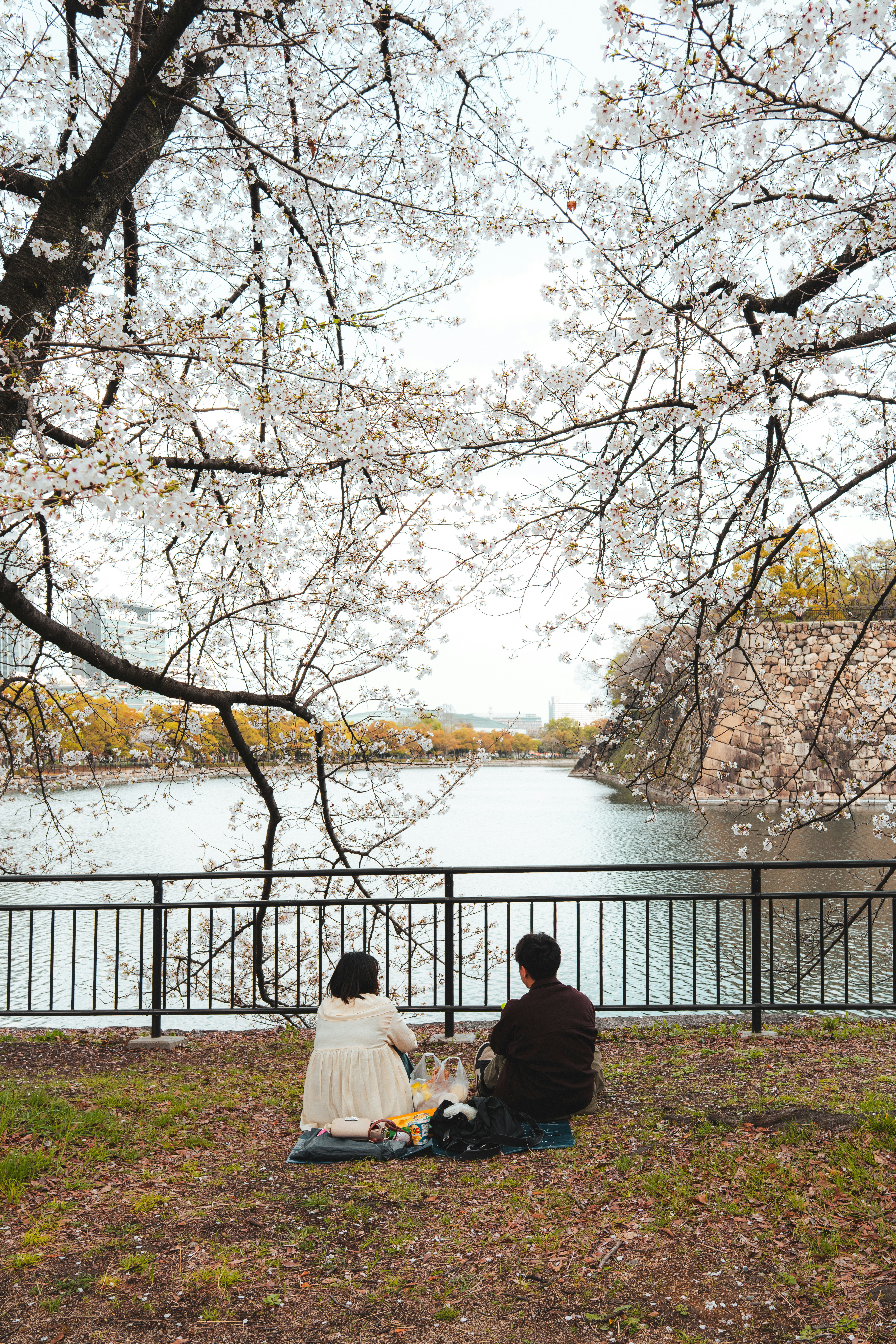 Peaceful Cherry Blossom Moment by the Riverside