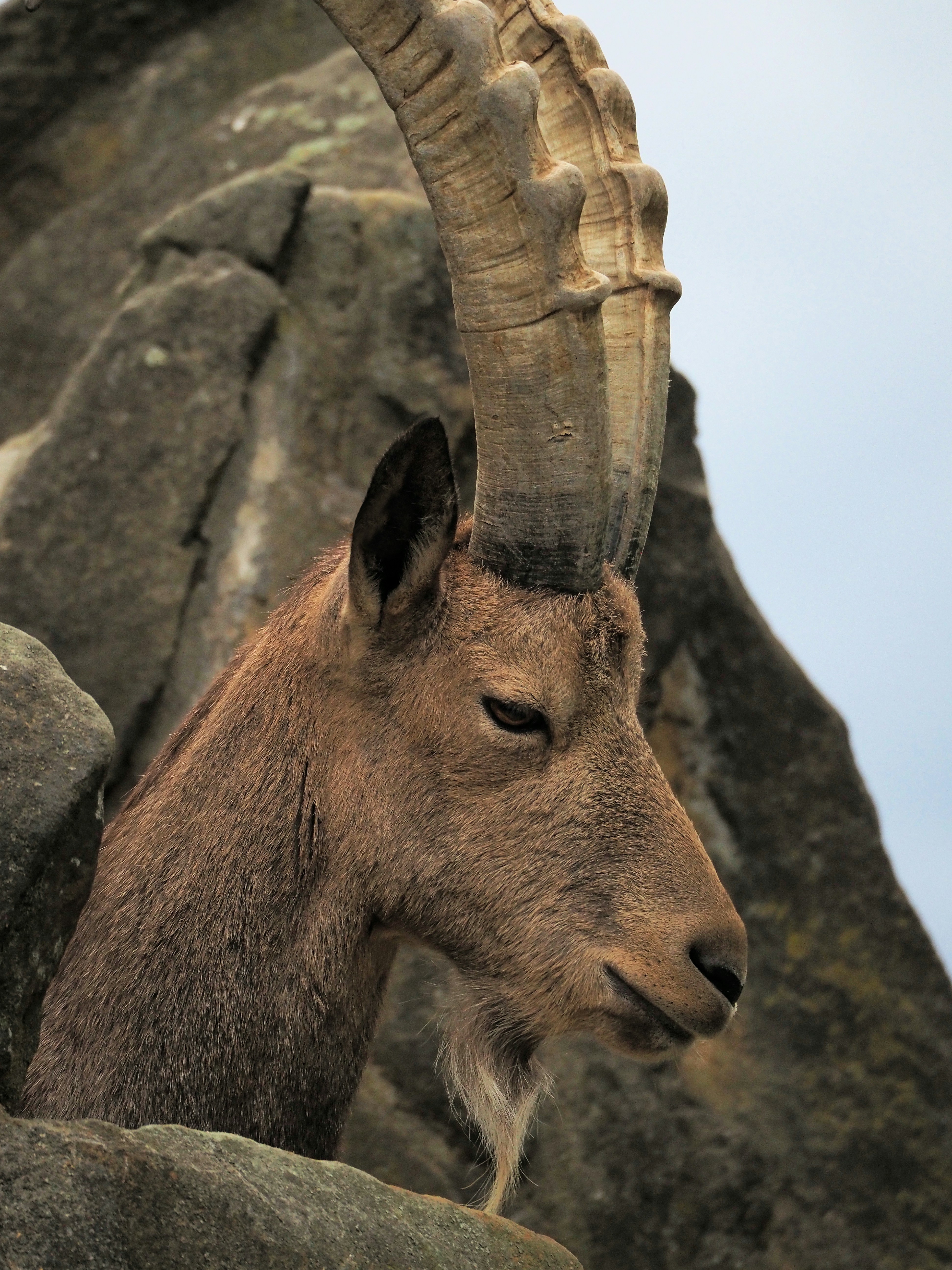 Ridgecrest Widow: A Mountain Ram's Gaze Across Stone and Sky