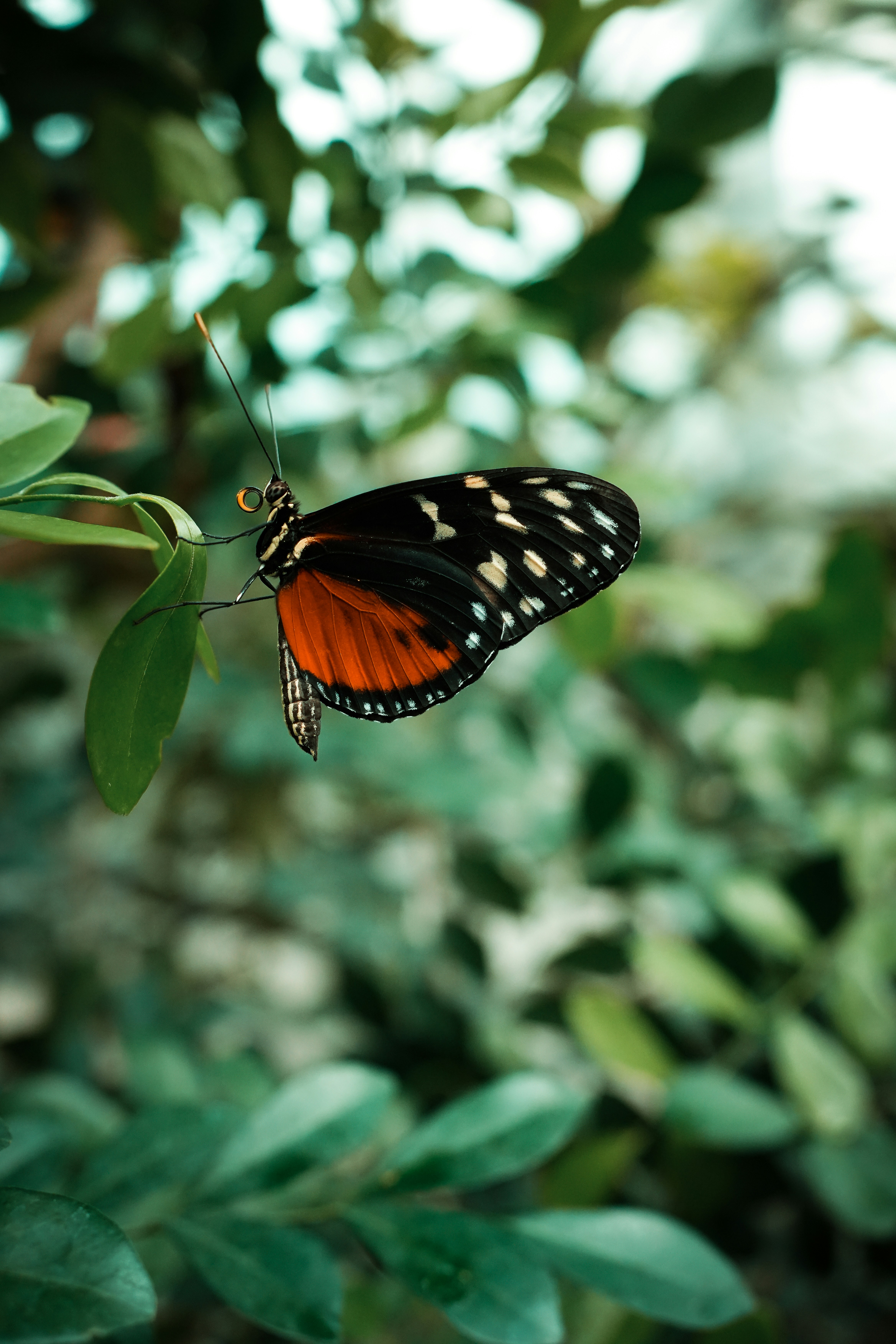 Red-winged Butterfly on Green Veil