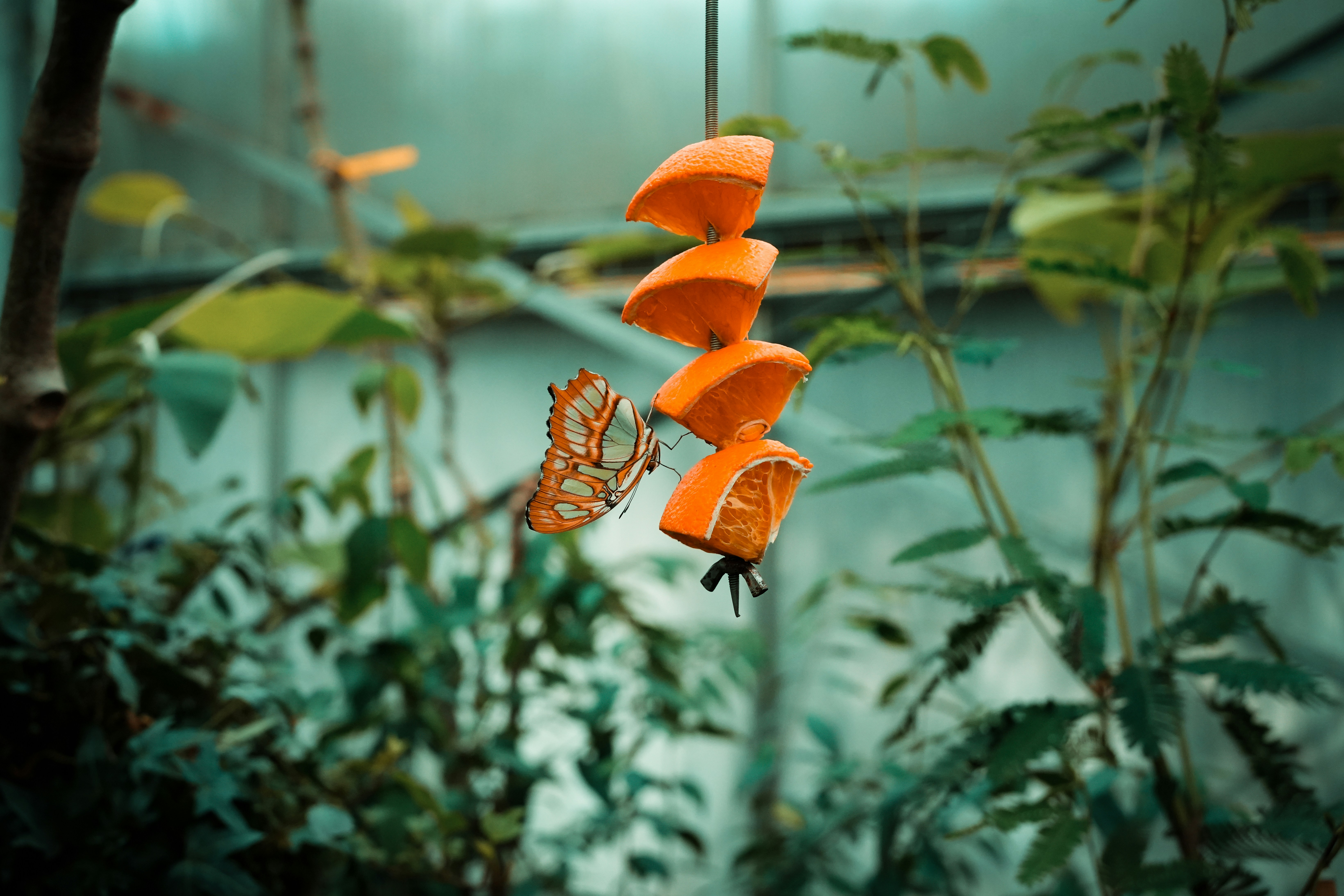 Vivid Orange Seed Pods and a Delicate Butterfly in a Green Conservatory