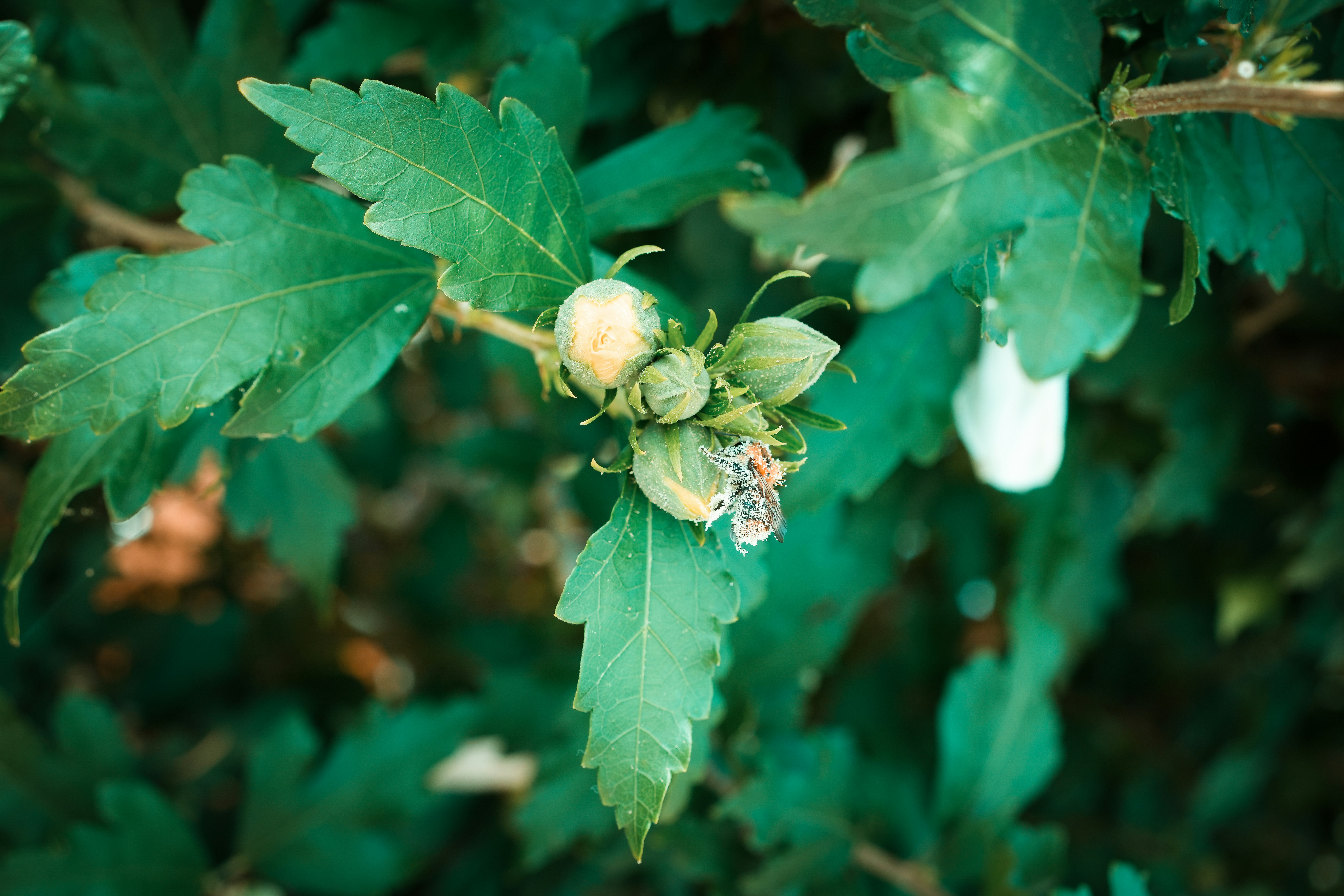 Green Buds Beneath the Leaf Veil