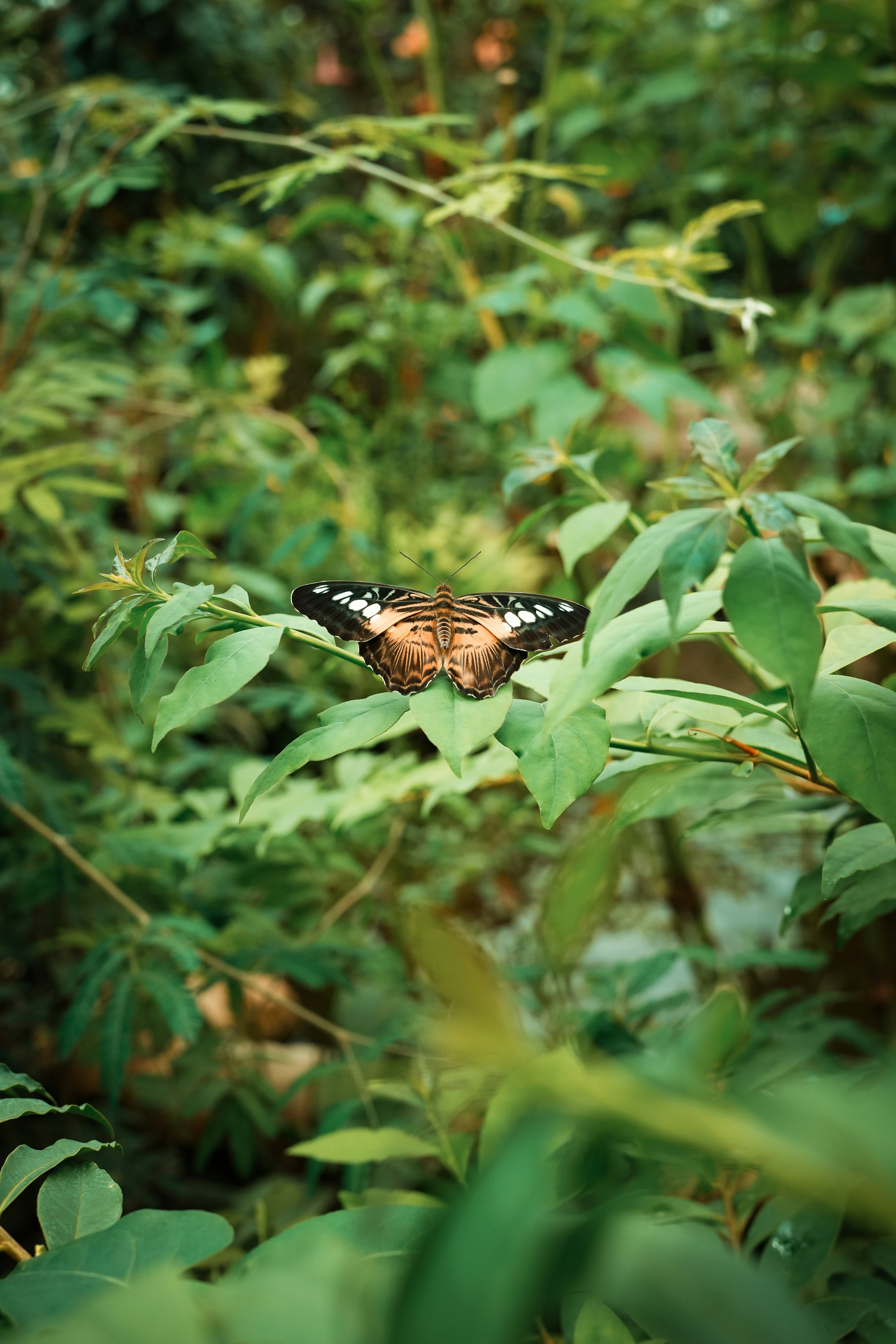 Butterfly on a lush green canvas
