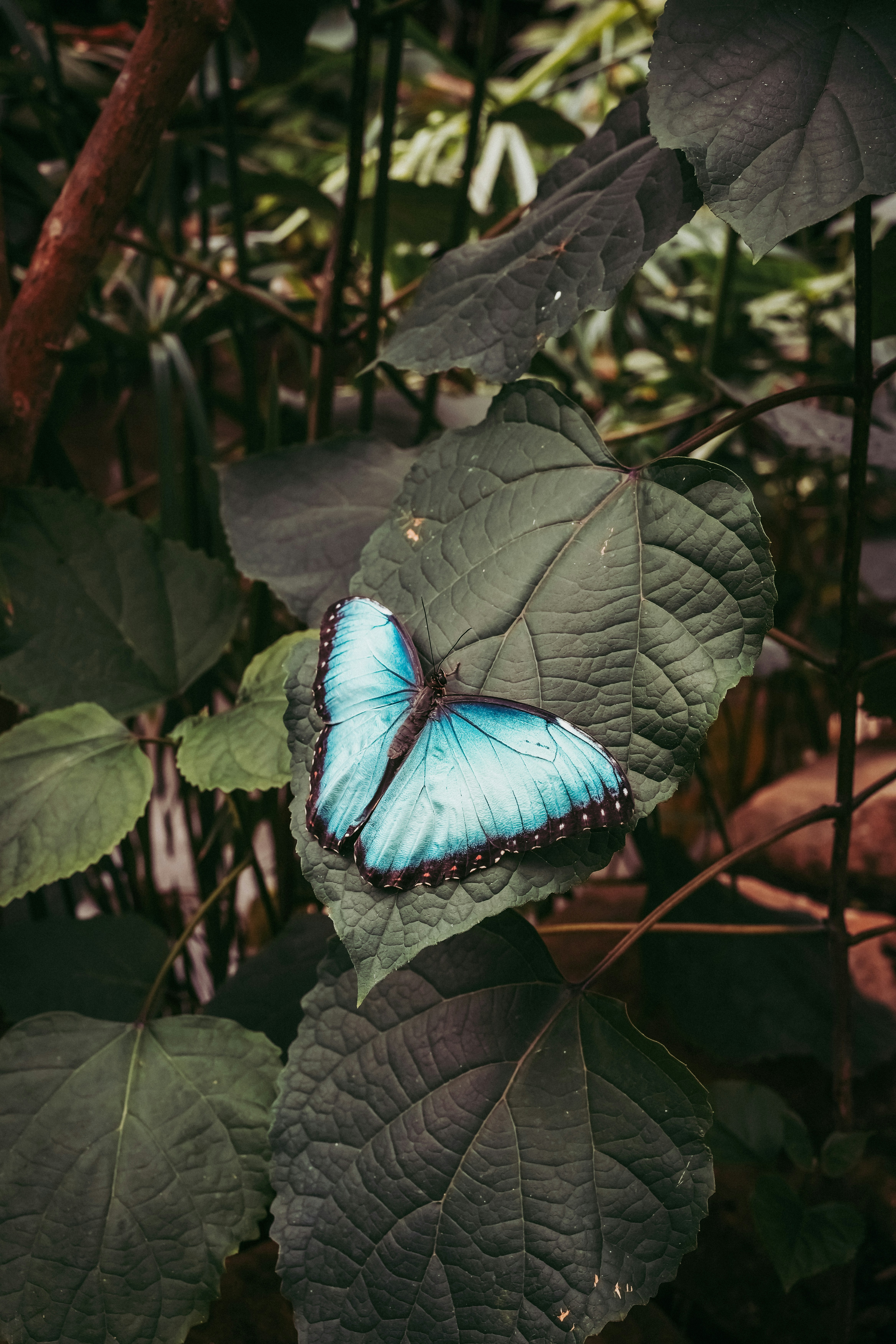 Azure Whisper on Fern: a Blue Morpho perches amid dusky vines