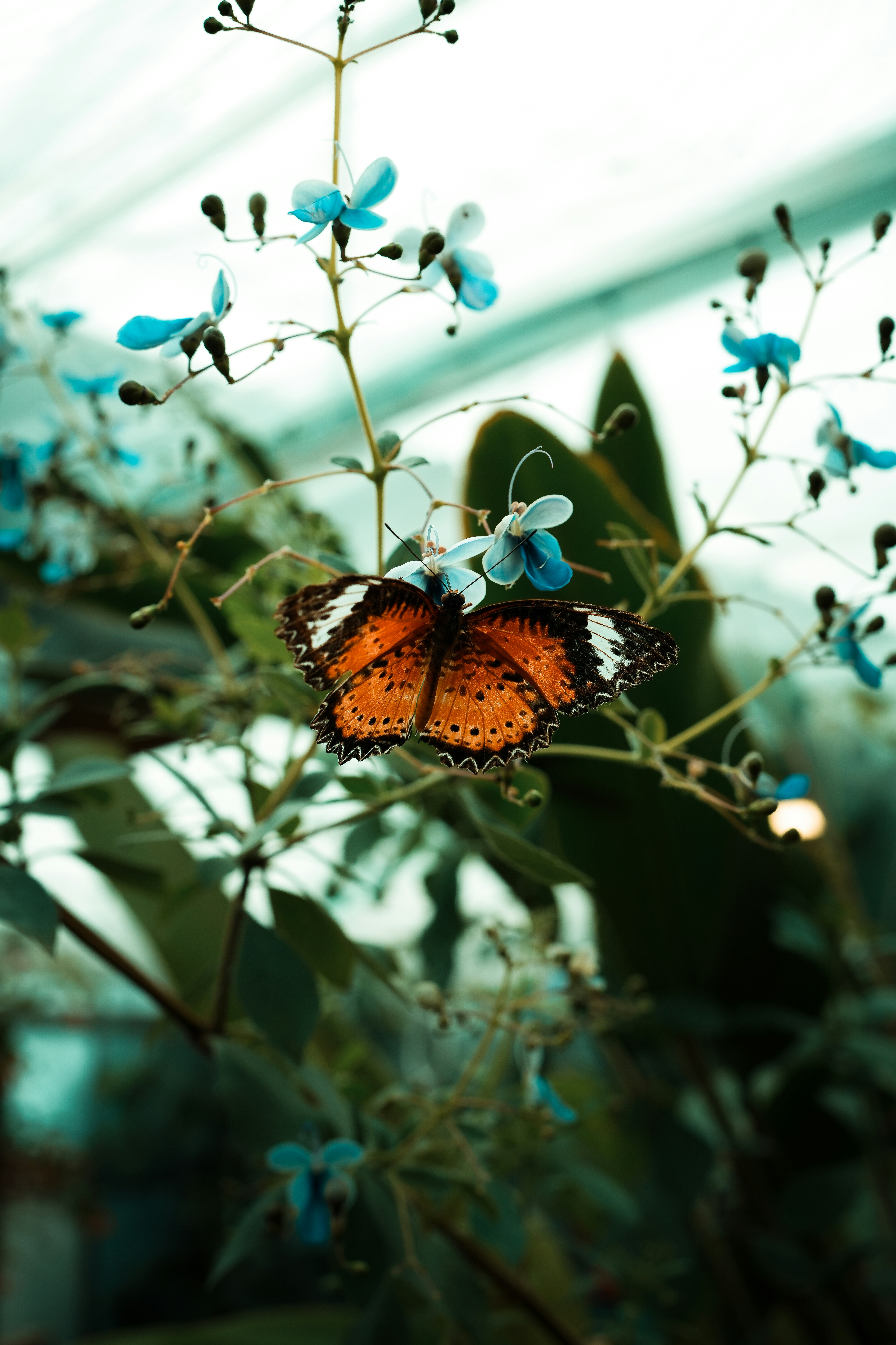 Vivid Orange Butterfly Adrift Among Blue Blooms
