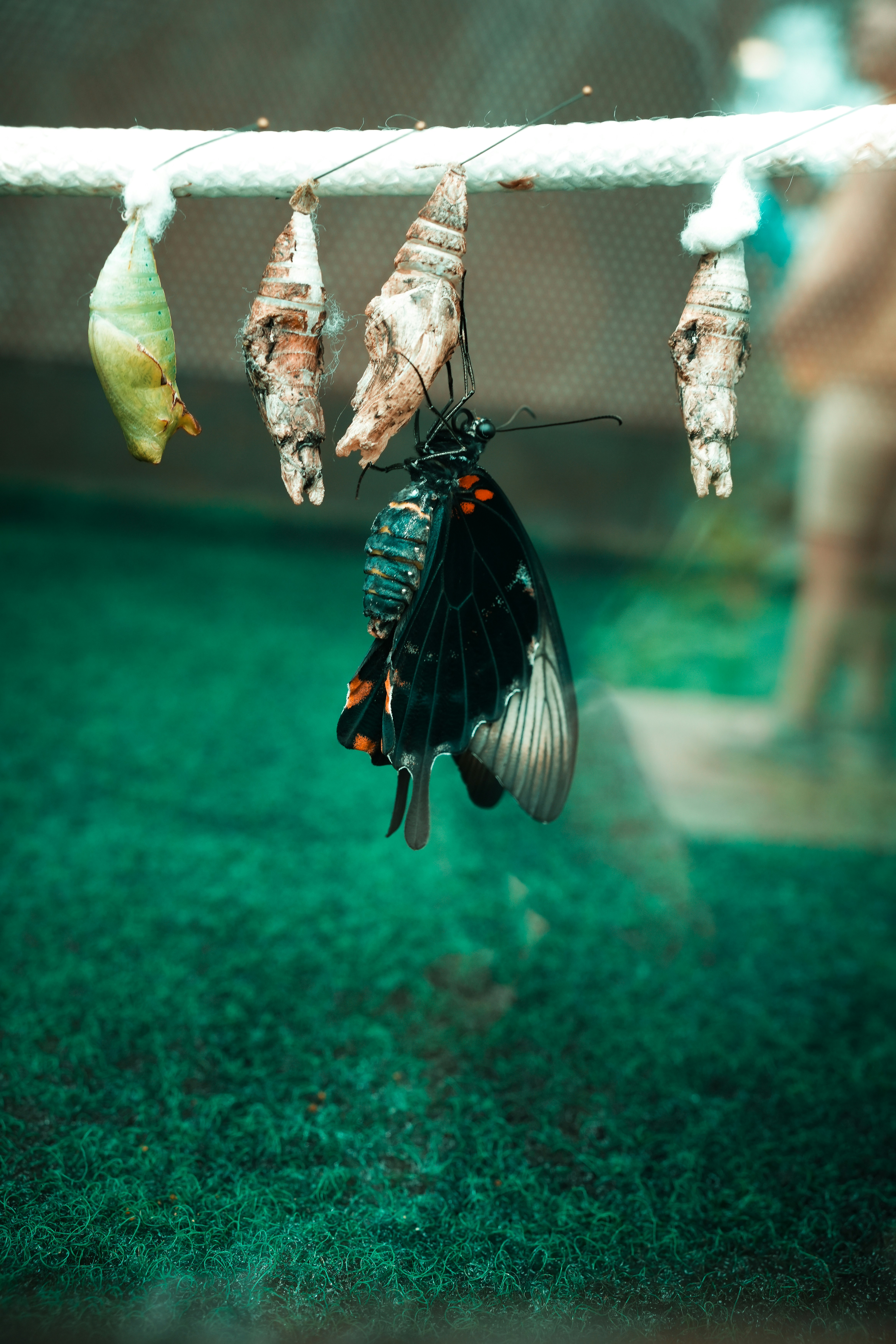 Emerald Cocoon: A Butterfly Emerges Beneath a Rustic Strip of Hotted Huts