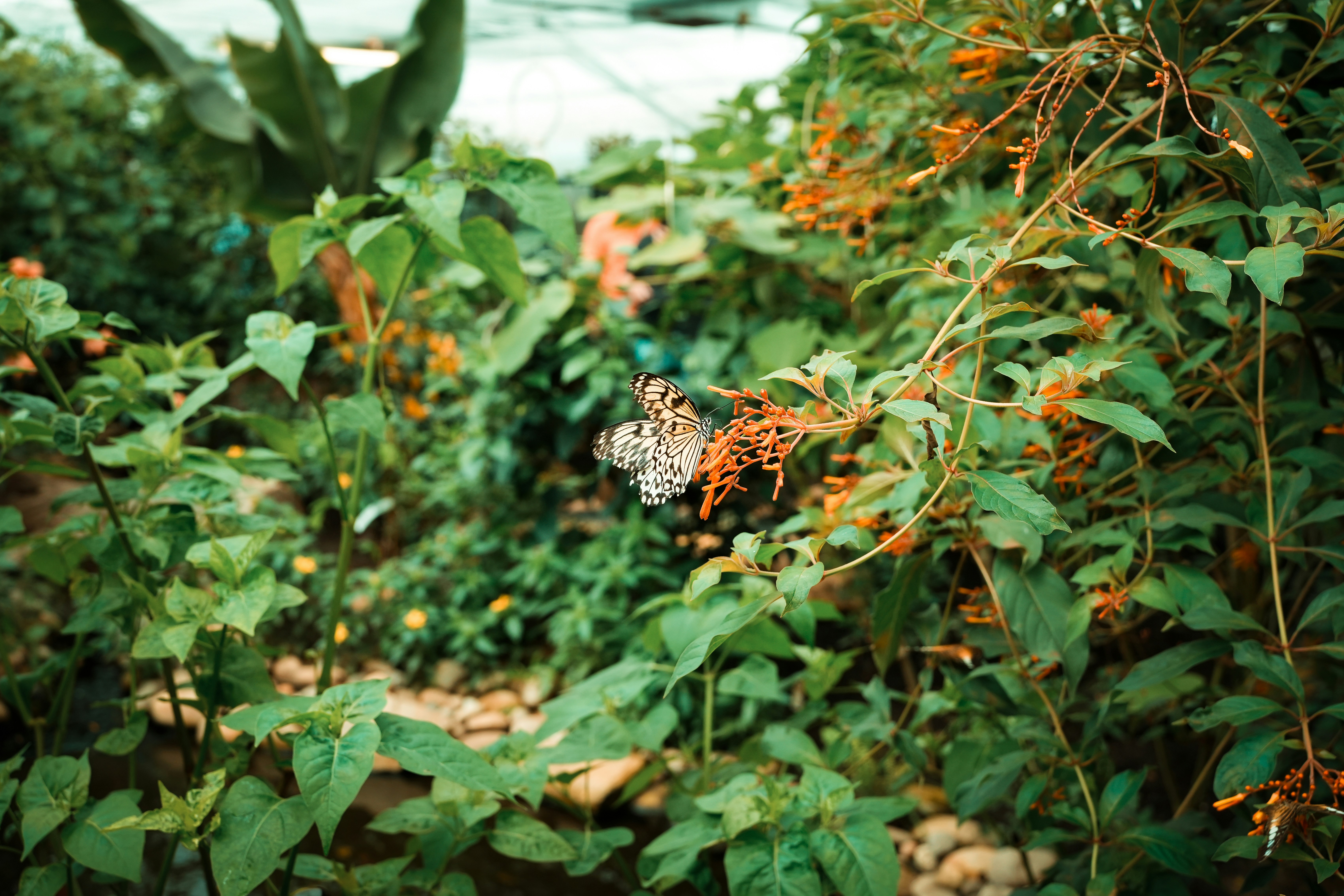 Whisper of Wings Among Quiet Leaves