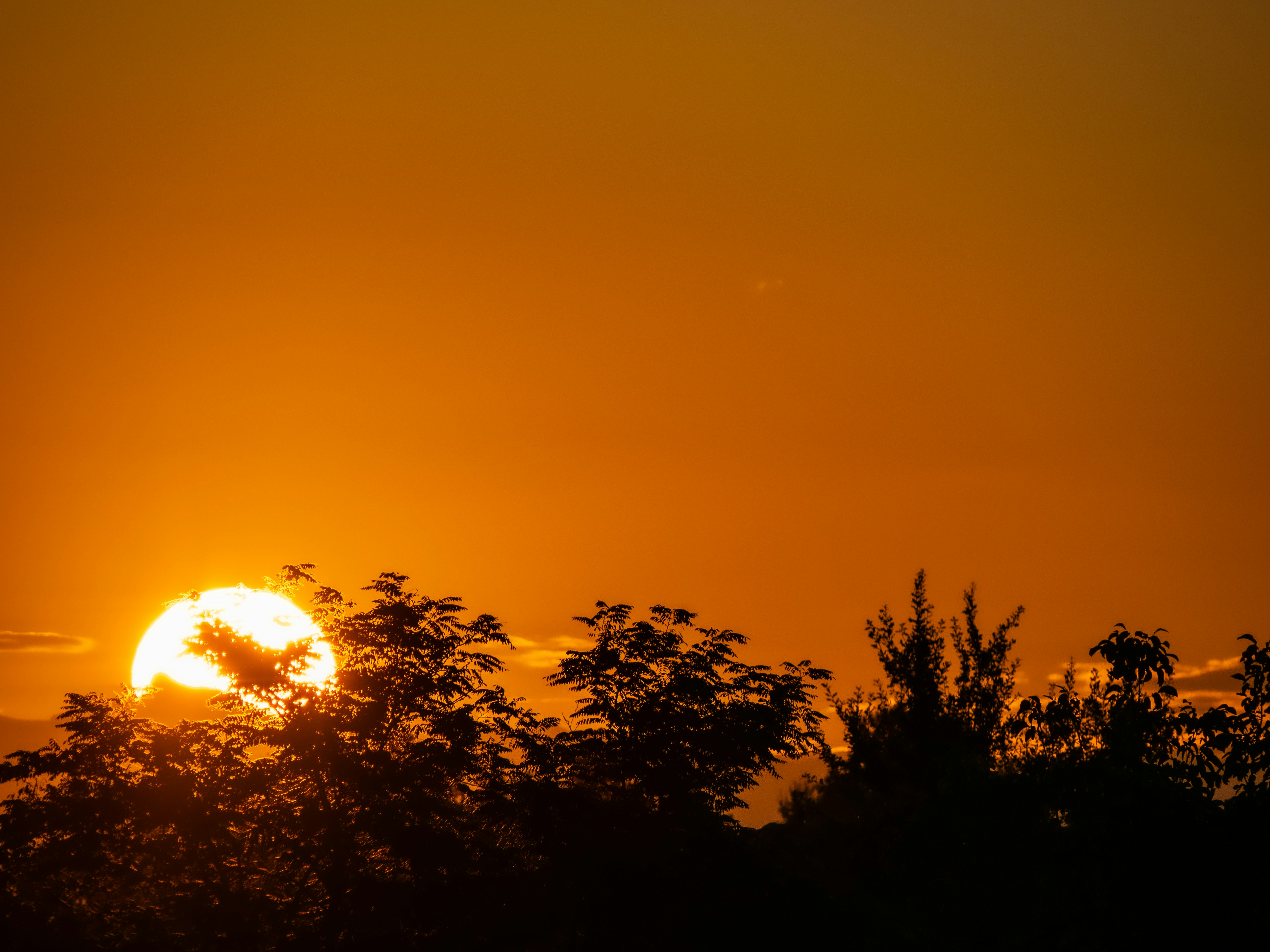 Low Sun Silhouette: Trees Framing a Crimson Horizon