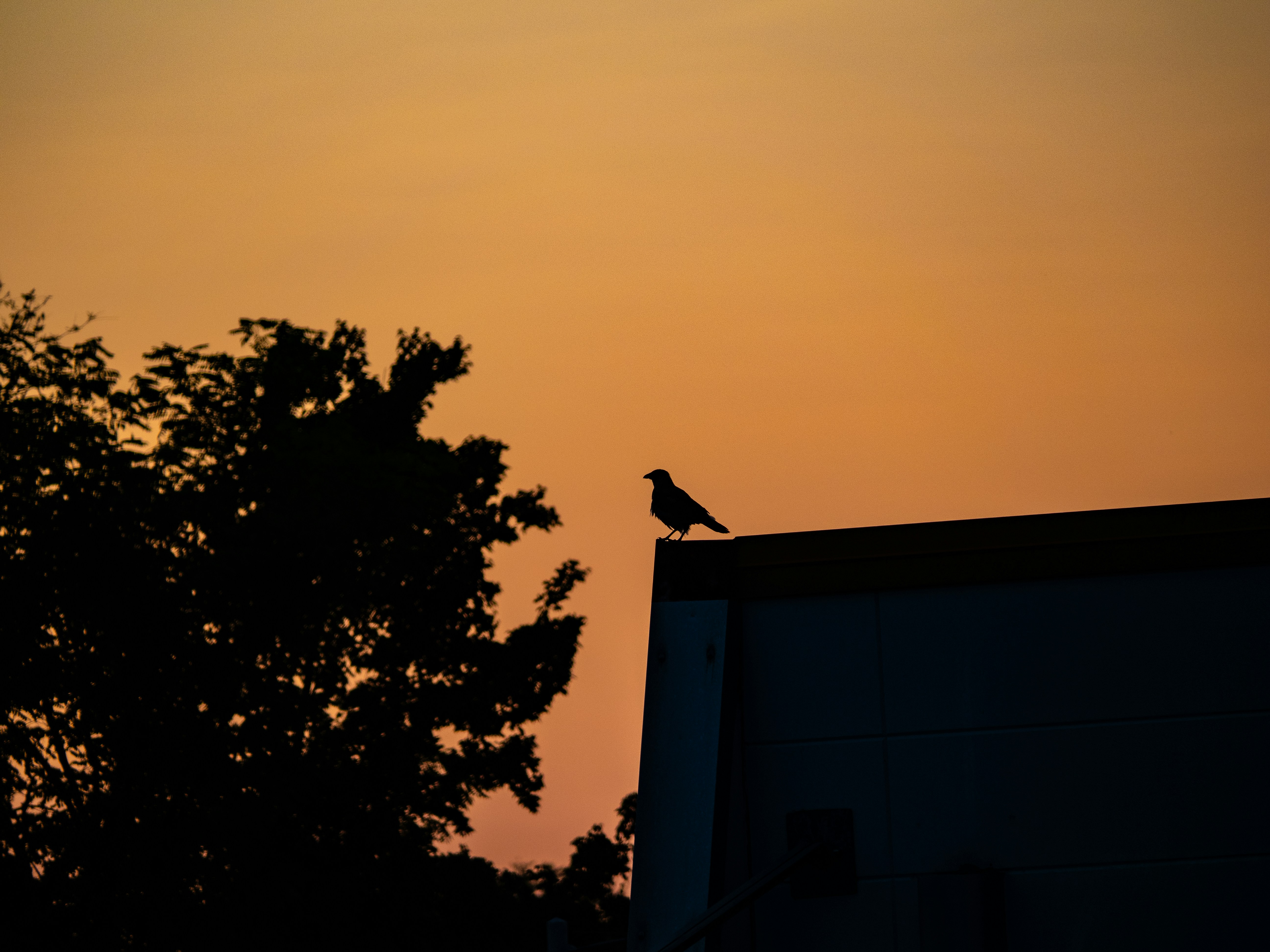 Silhouette at Dusk: A Lone Bird Perches on a Rooftop Edge