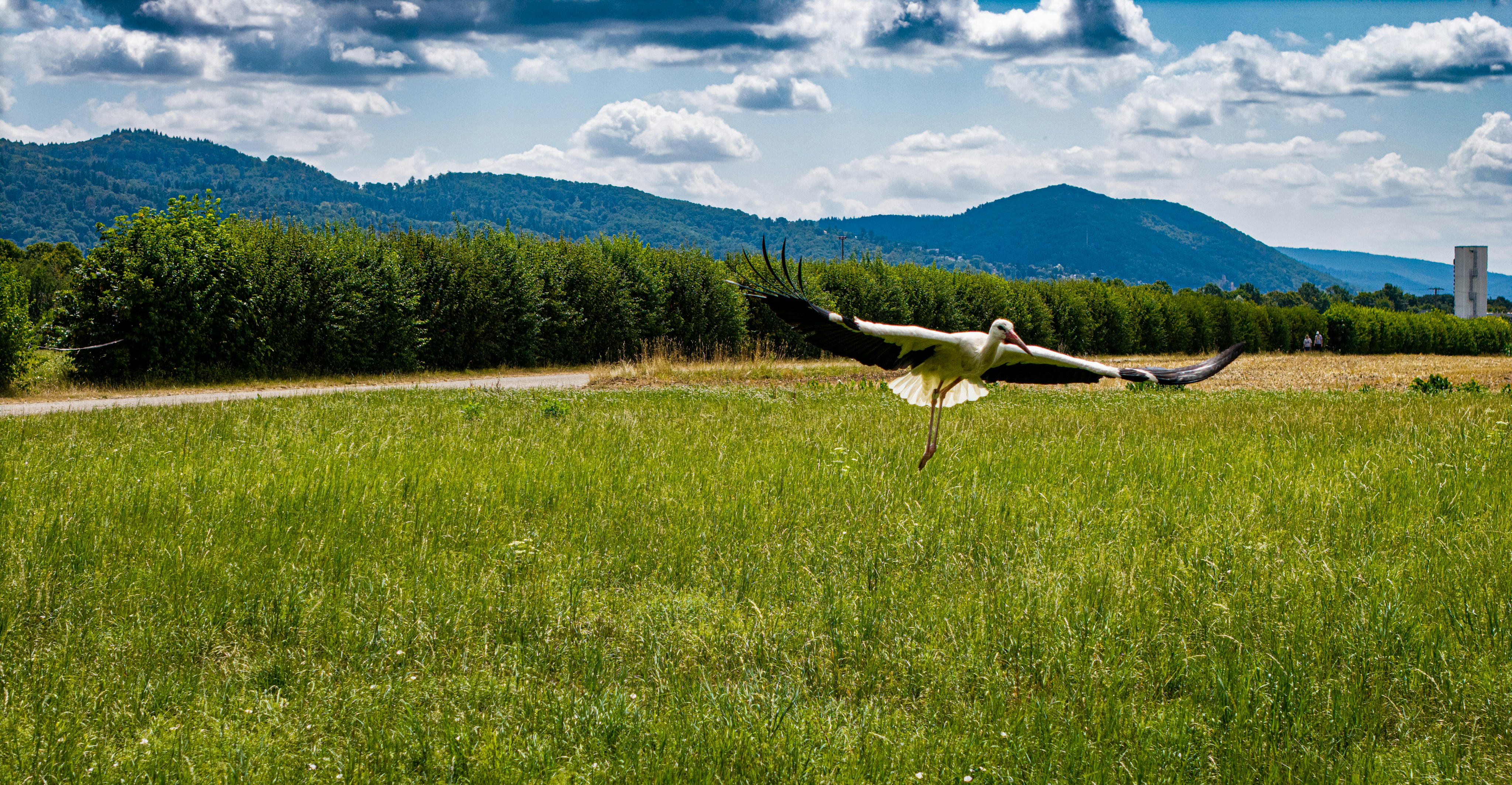 Heron in Flight Above a Grassland Under Wide Blue Skies