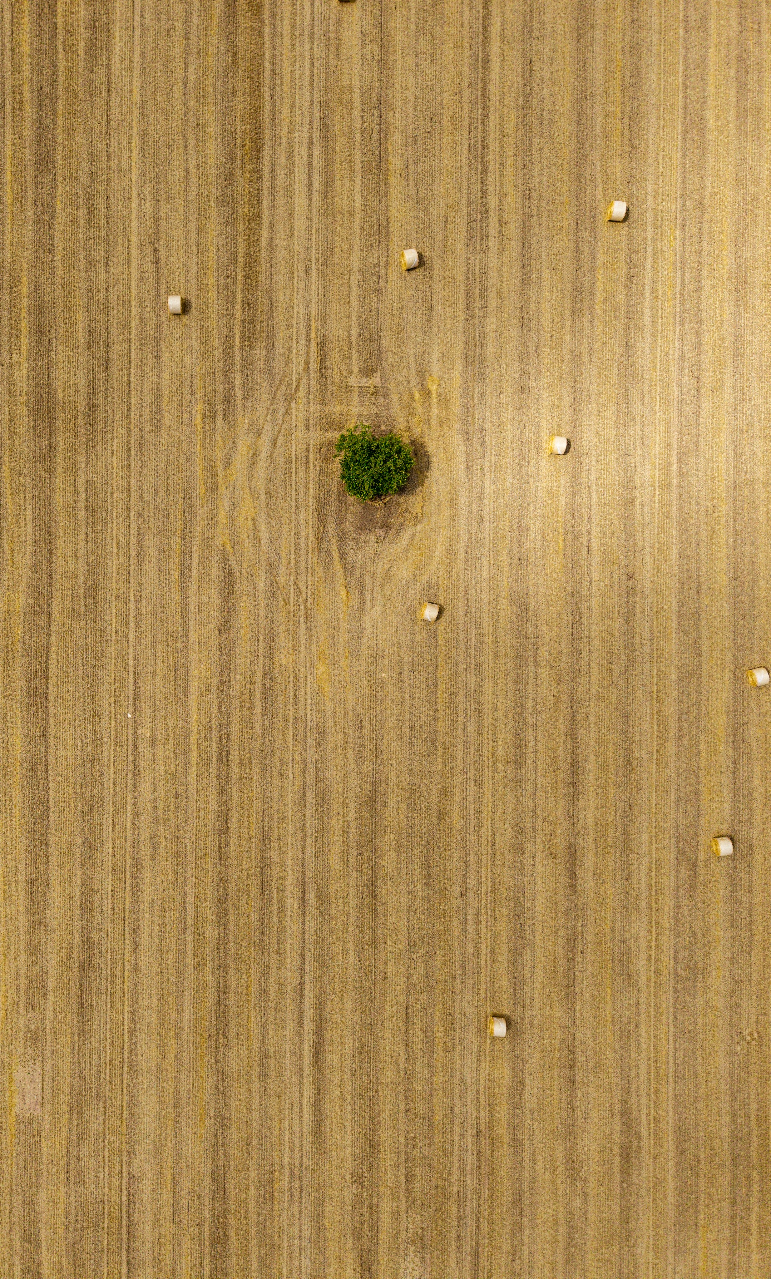 Centered Orchard Gap: Lone Tree Amidst Stubbled Rows