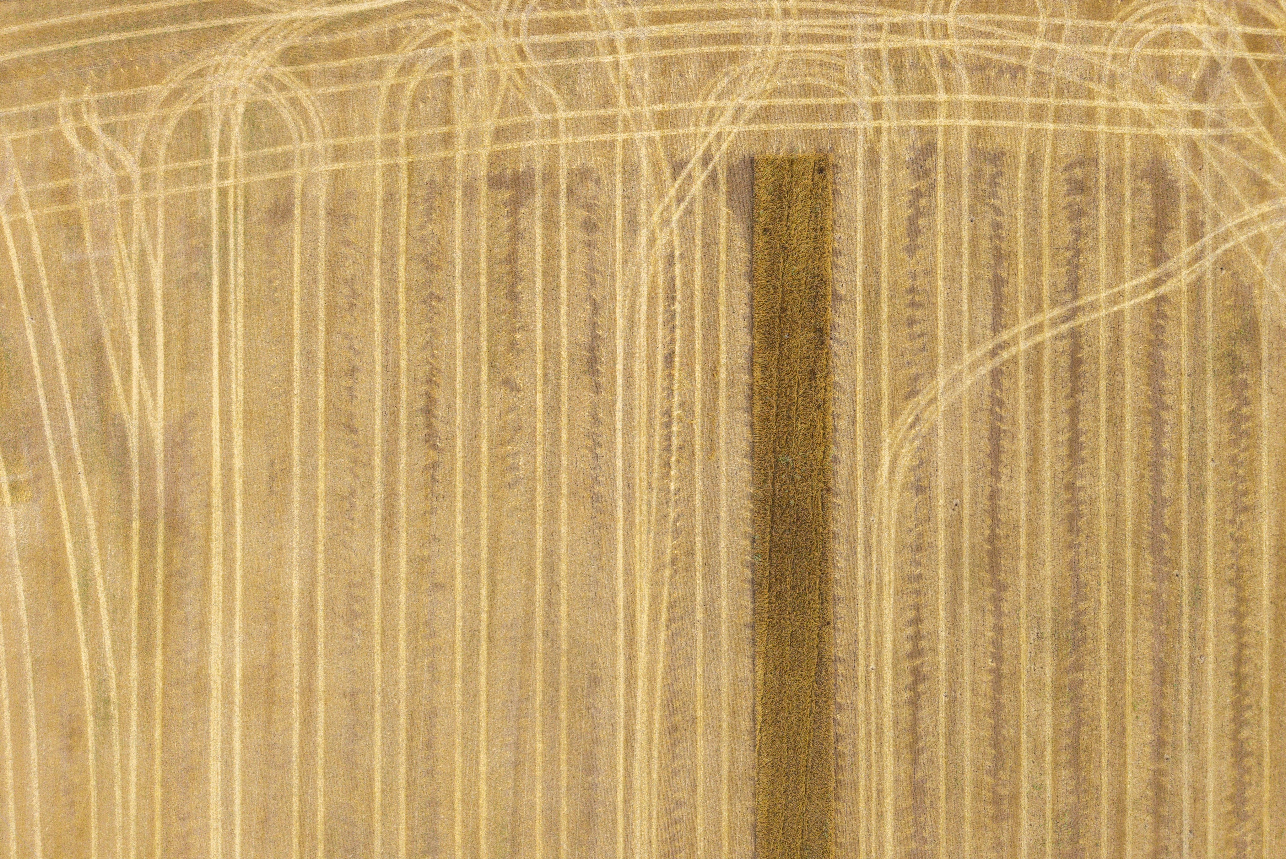 Vertical Grain: A Close-Crop of Wood Texture and Subtle Grain Lines