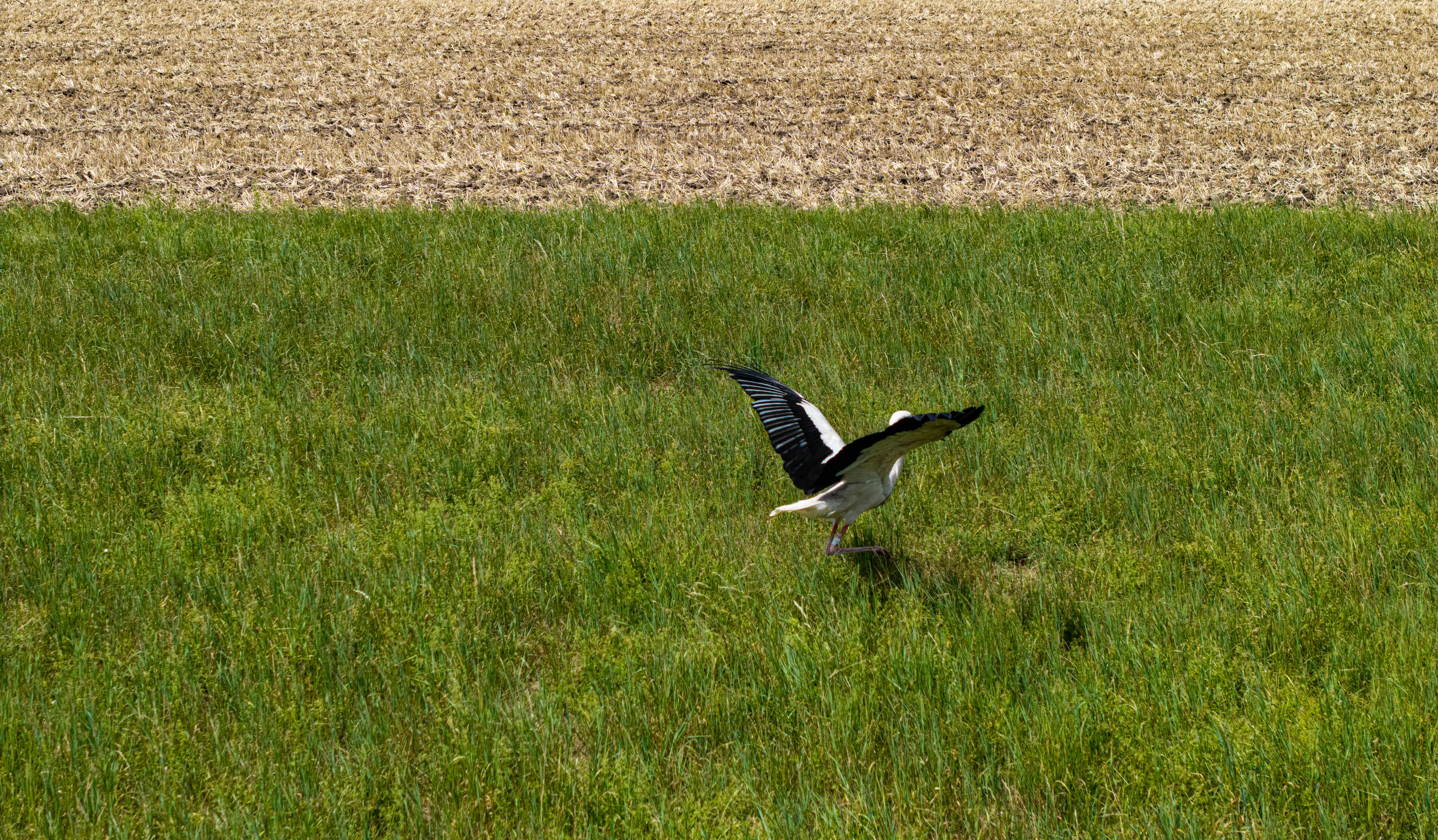Mid-Field Glide: A Black-and-White Bird Breaks the Green Horizon