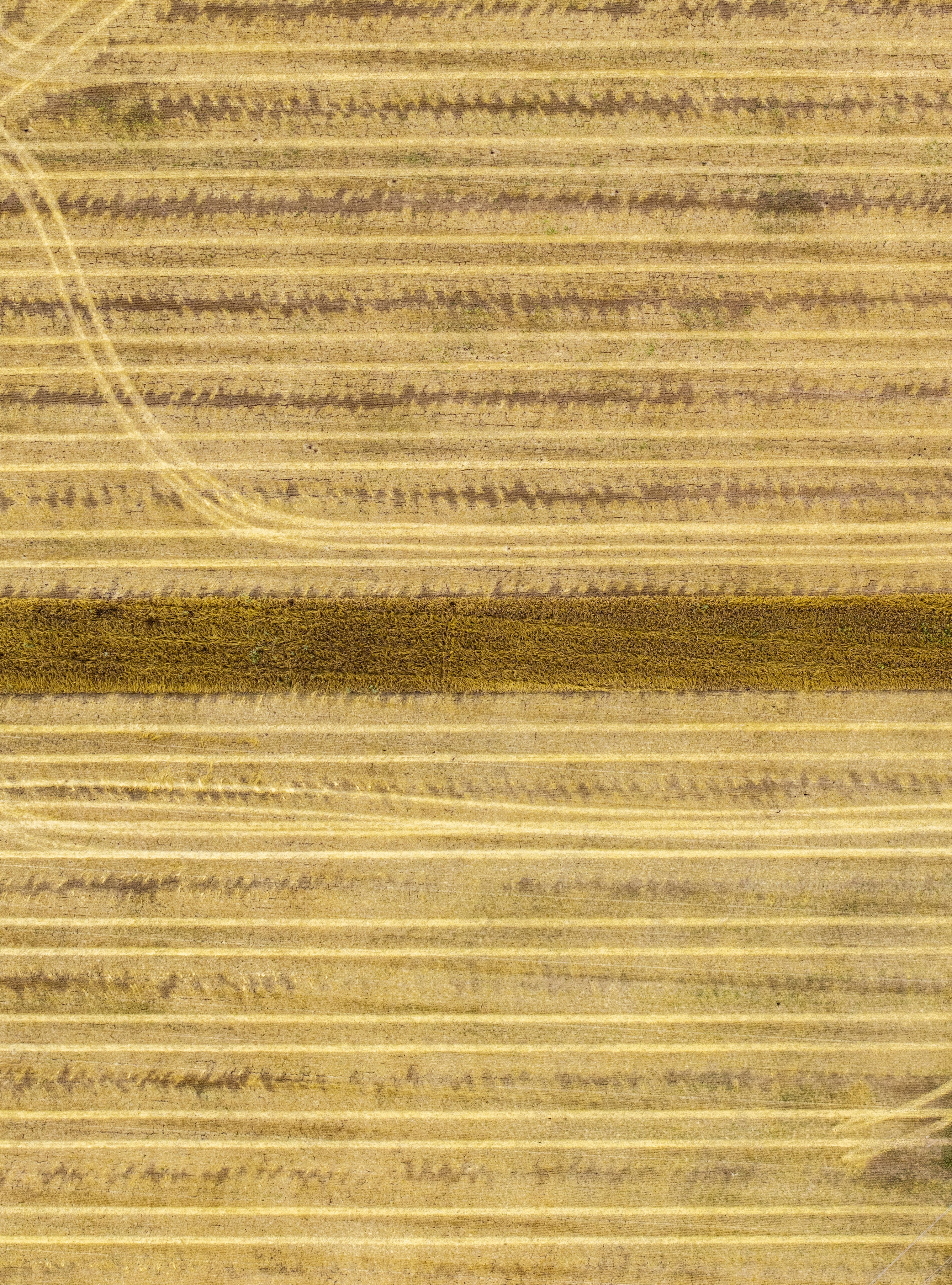 Geometric Canopy: Parallel Plowed Stripes Across a Golden Field