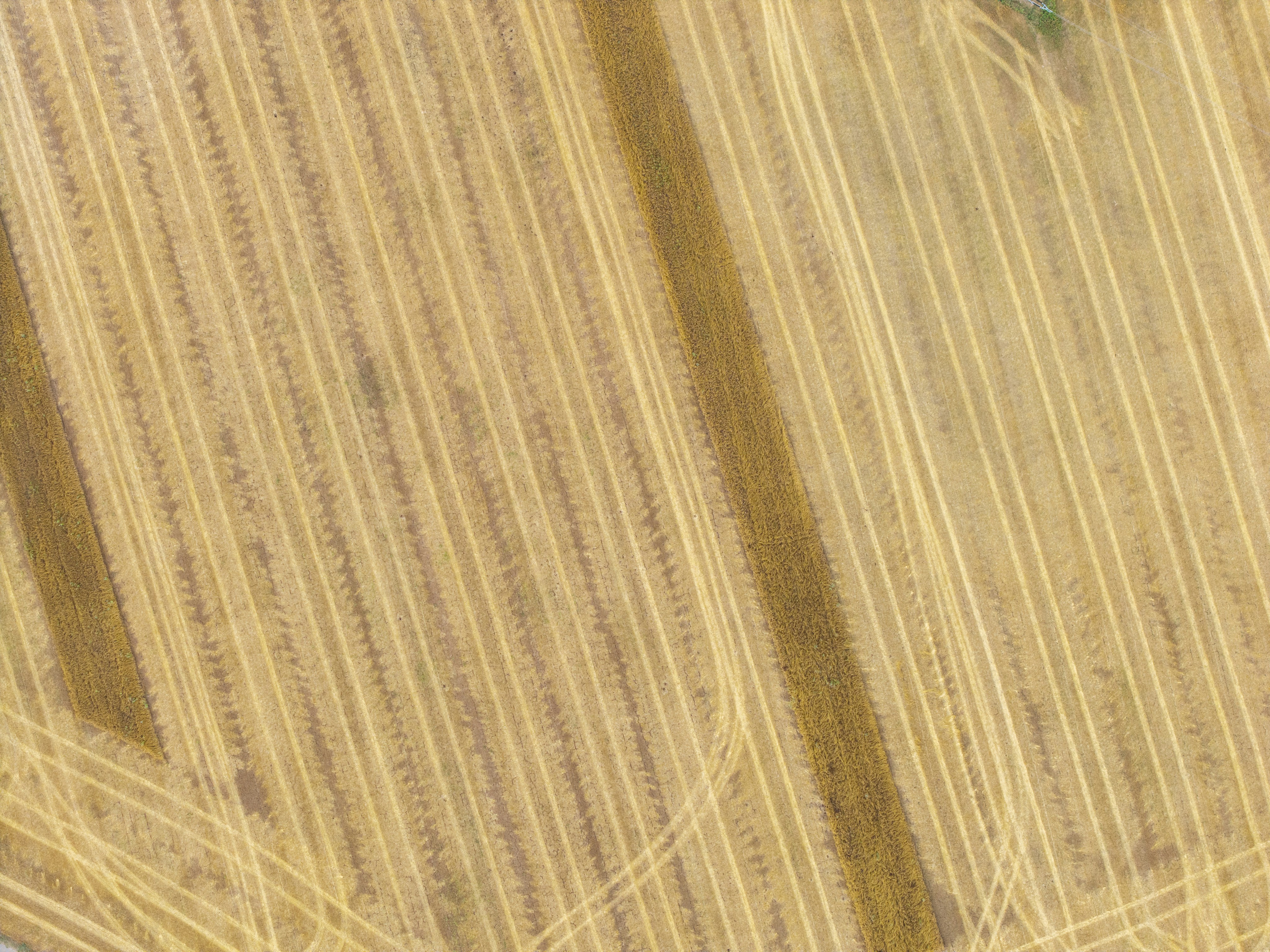 Aerial View Over Parallel Fields: Golden Stripes and Hidden Paths