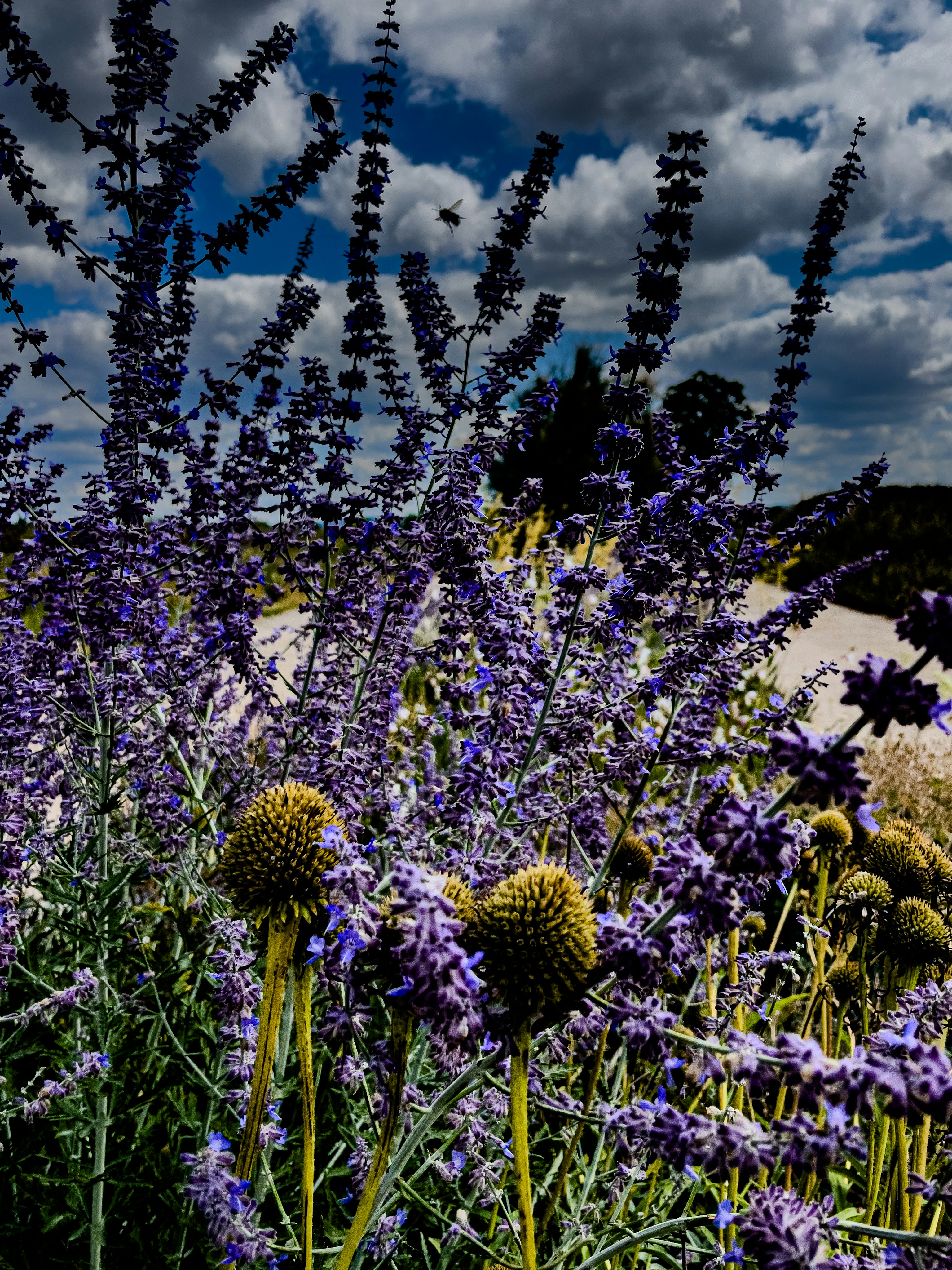 Lavender Field Under a Dramatic Sky