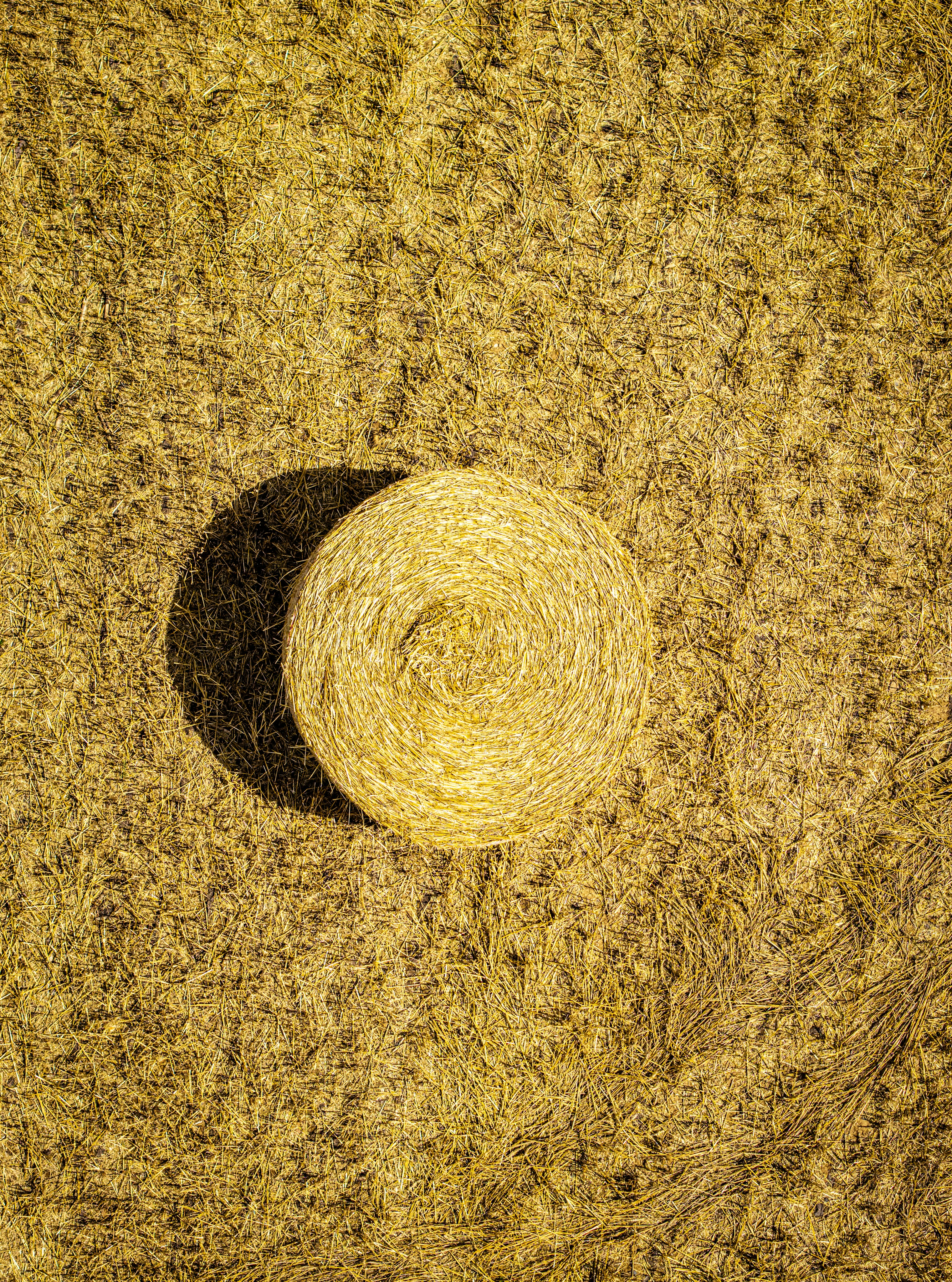 Golden Coil in a Sea of Straw