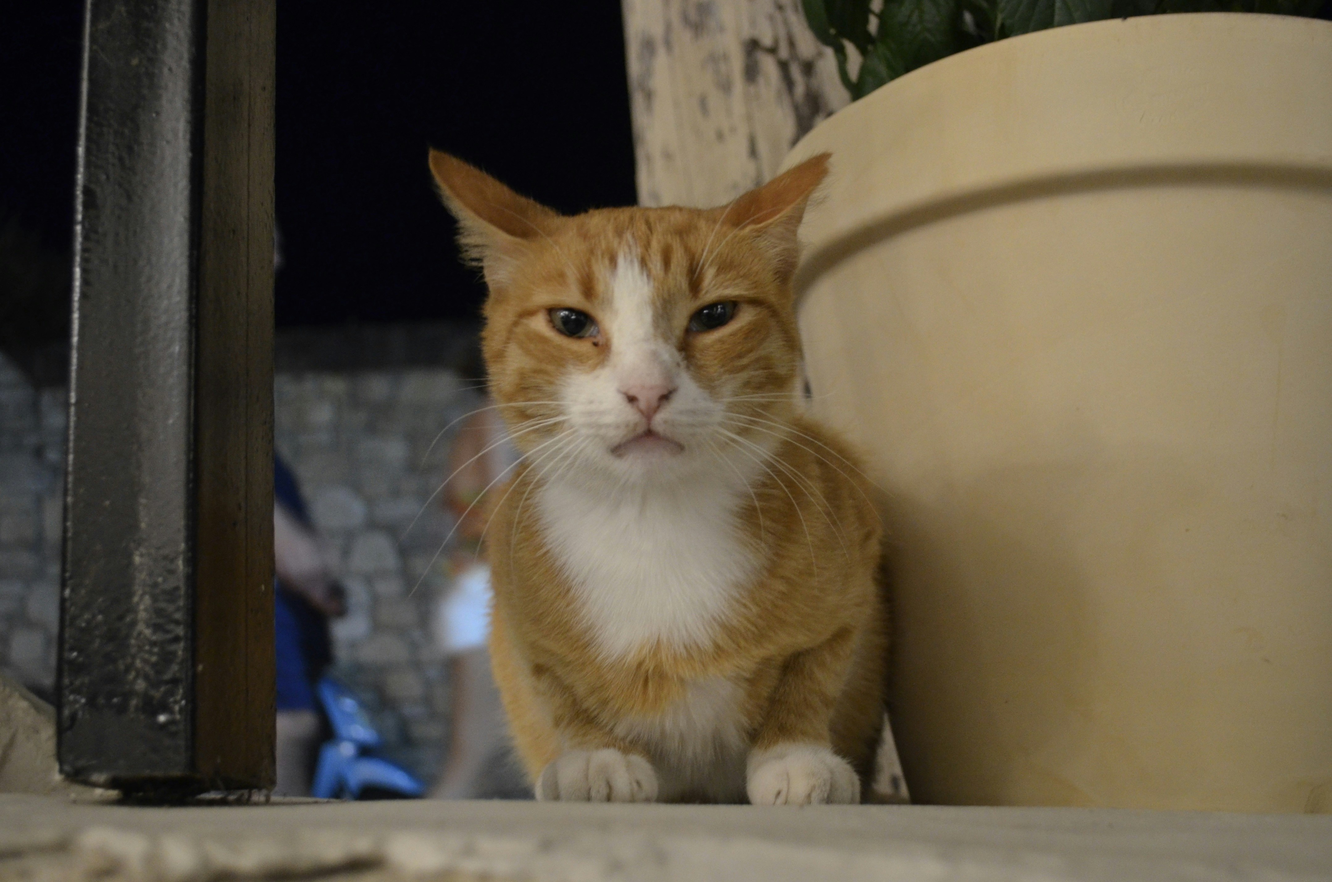 Above the Threshold: A Curious Orange Cat at Ground Level