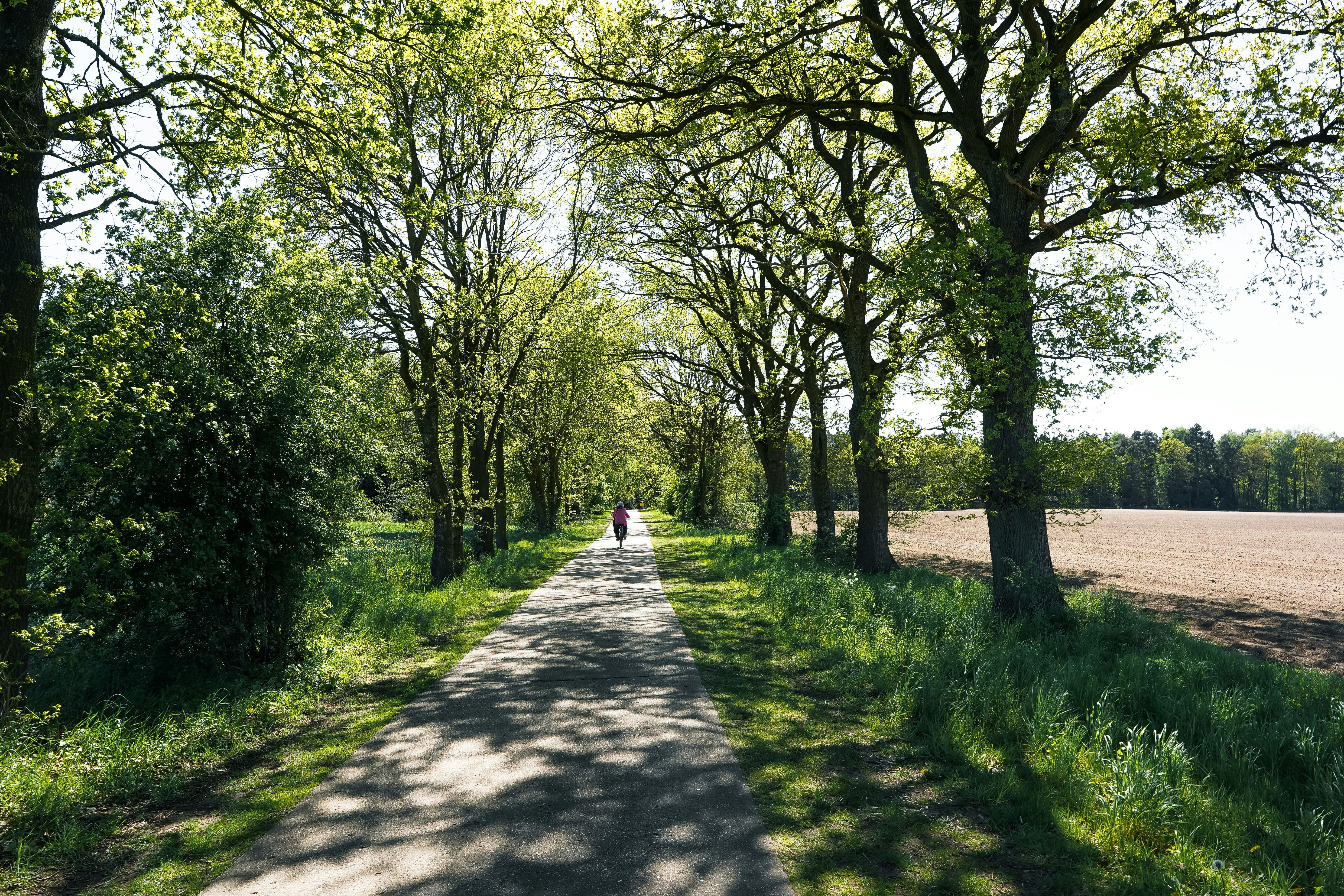 Sunlit Path: A Rider Carries Quiet Amid the Row of Trees
