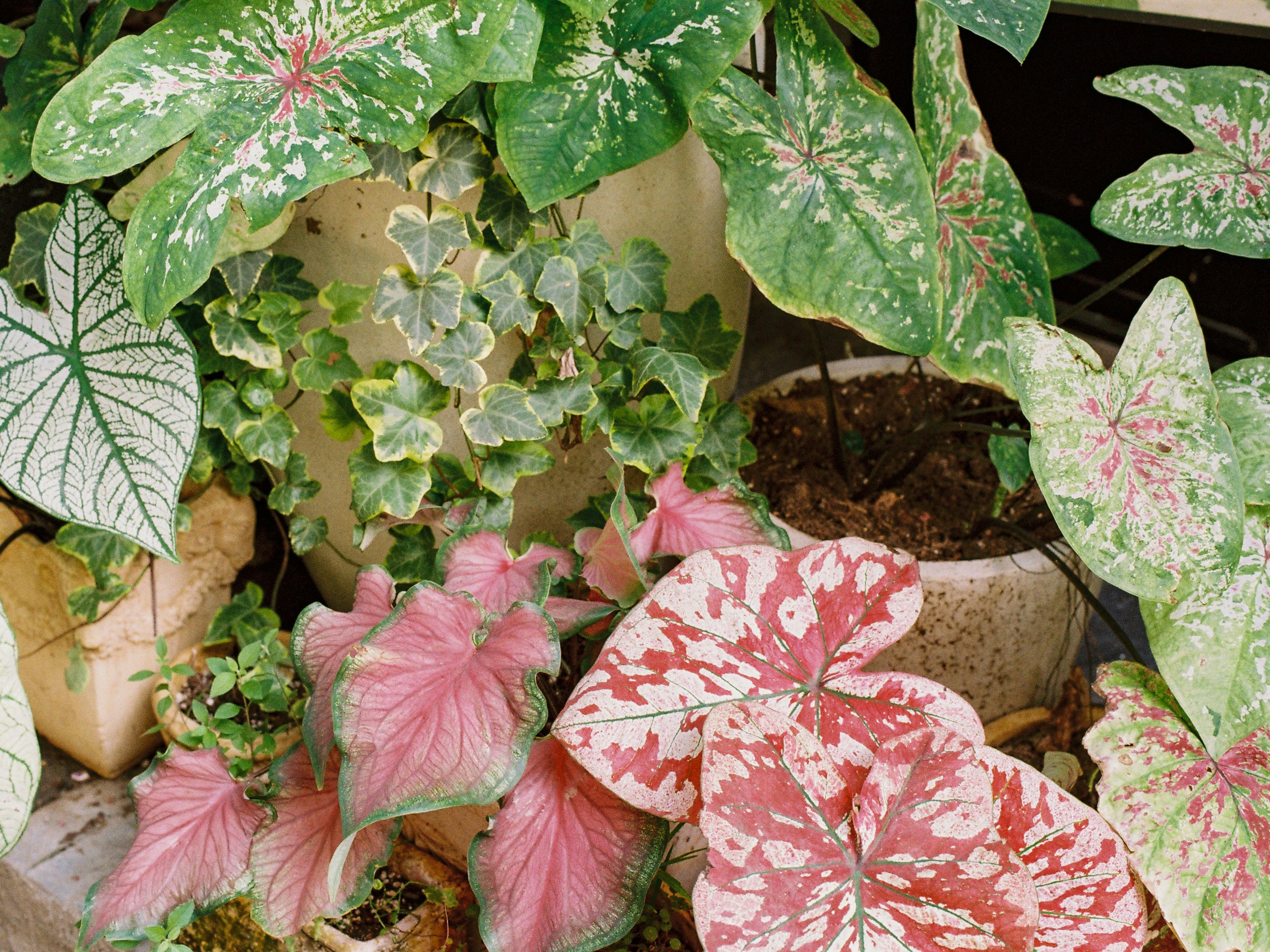 Colorful Caladium Collage in Sunlit Pot Garden